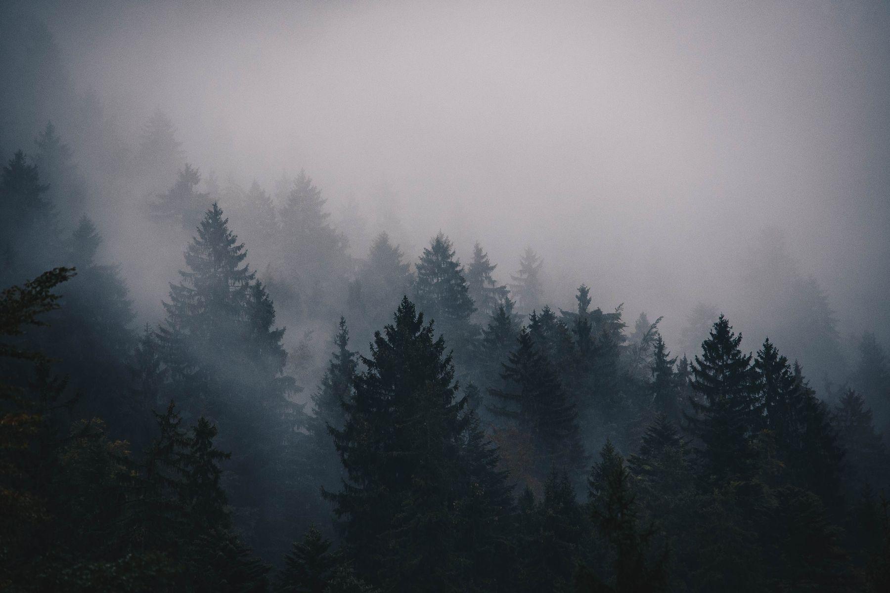 Dark Forest Fog Wallpapers - Top Free Dark Forest Fog Backgrounds ...