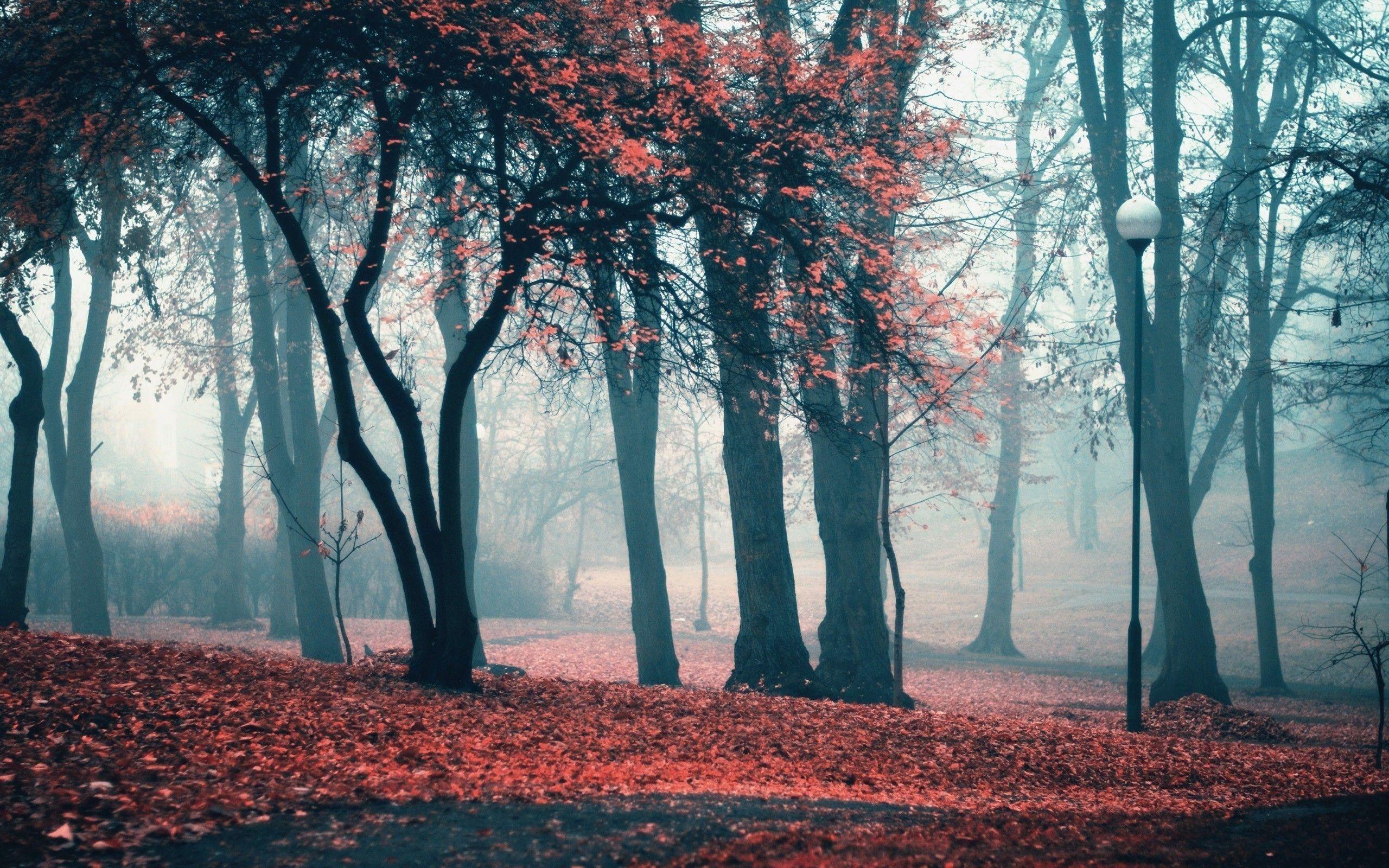 Autumn Fog Wallpapers - Top Free Autumn Fog Backgrounds - WallpaperAccess