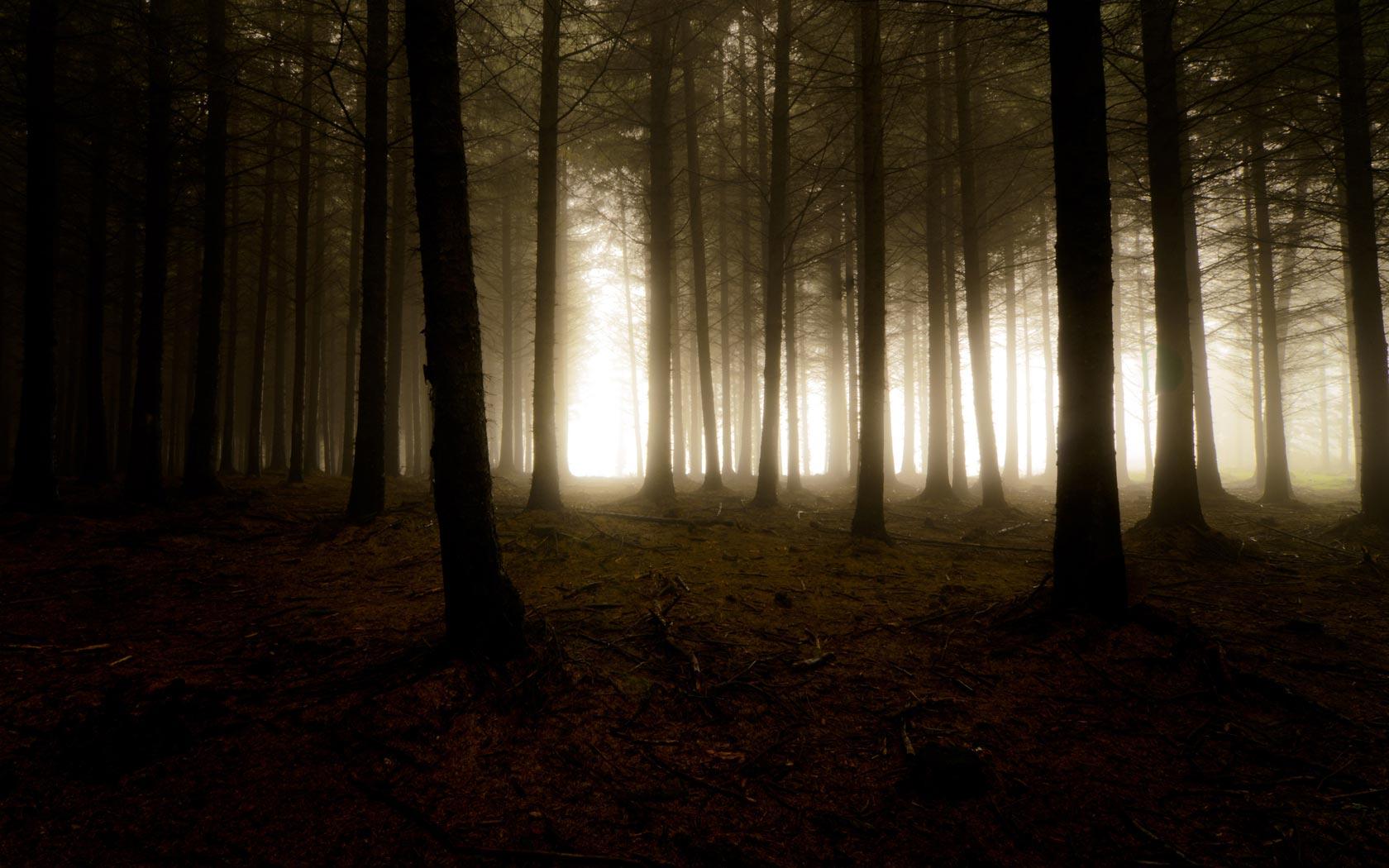 1680X1050 Forest Fog Wallpapers - Top Free 1680X1050 Forest Fog Backgrounds - WallpaperAccess