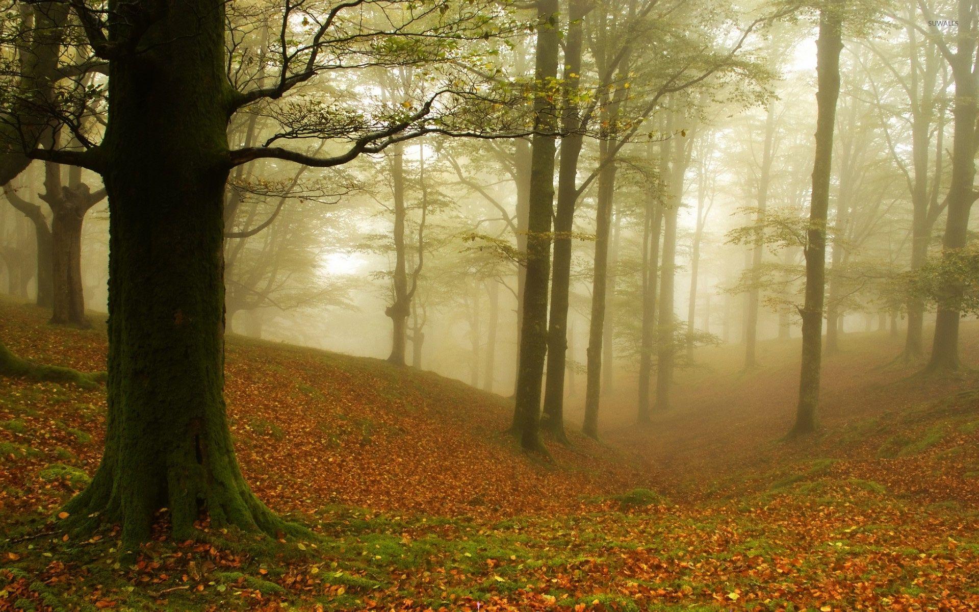 Autumn Fog Wallpapers - Top Free Autumn Fog Backgrounds - WallpaperAccess
