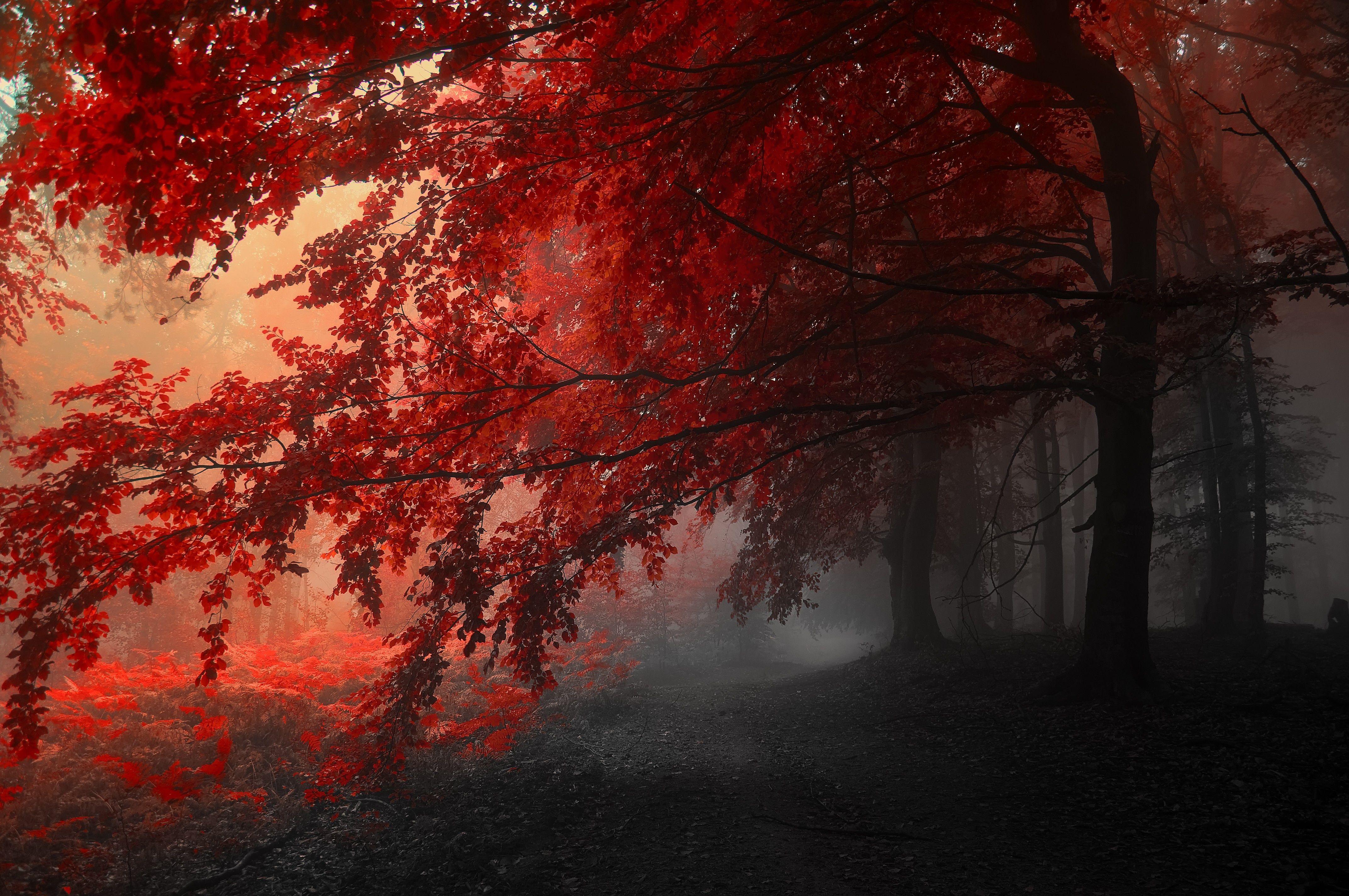 Autumn Fog Wallpapers - Top Free Autumn Fog Backgrounds - WallpaperAccess