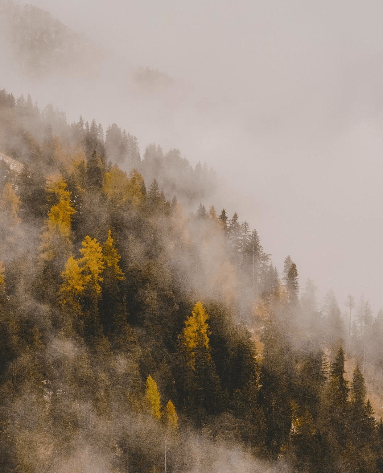 Fall Fog Wallpapers - Top Free Fall Fog Backgrounds - WallpaperAccess