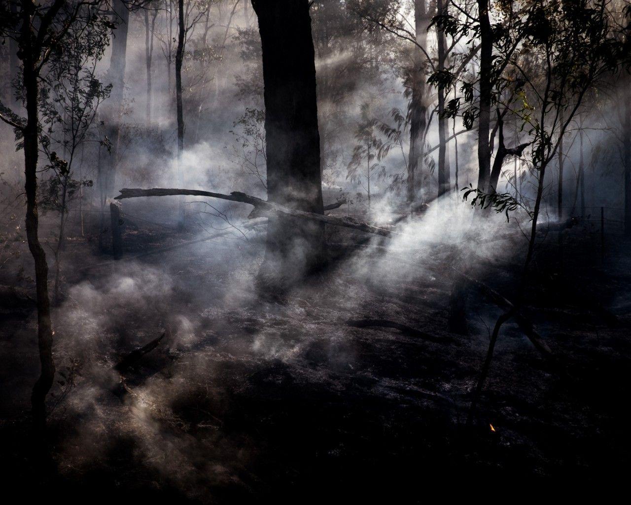 Dark Forest Fog Wallpapers - Top Free Dark Forest Fog Backgrounds ...