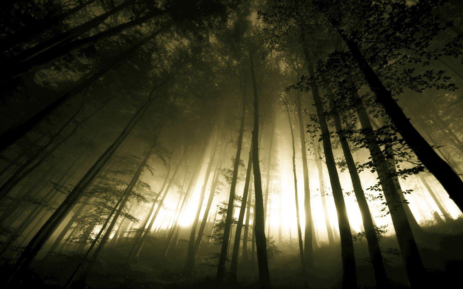 Dark Forest Fog Wallpapers - Top Free Dark Forest Fog Backgrounds ...