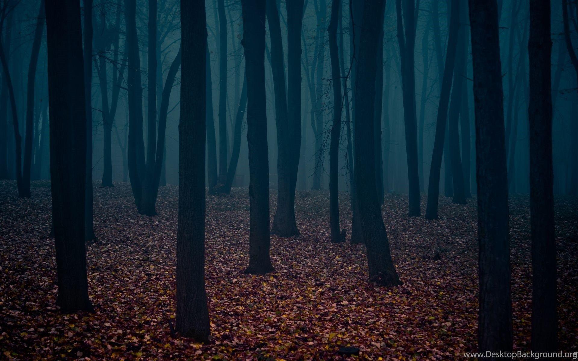 Dark Forest Fog Wallpapers - Top Free Dark Forest Fog Backgrounds ...