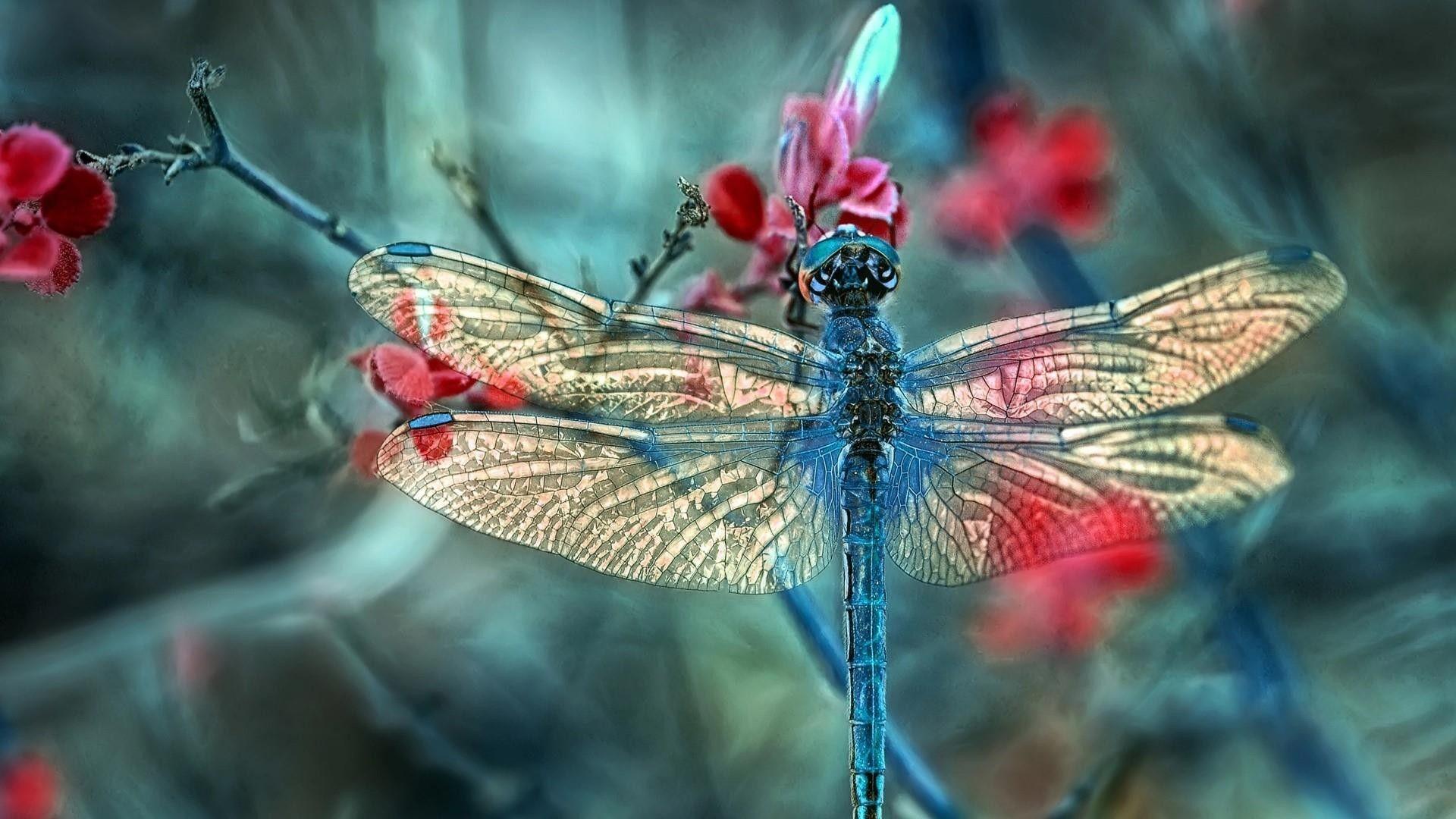 Dragonfly Desktop Wallpapers - Top Free Dragonfly Desktop Backgrounds ...