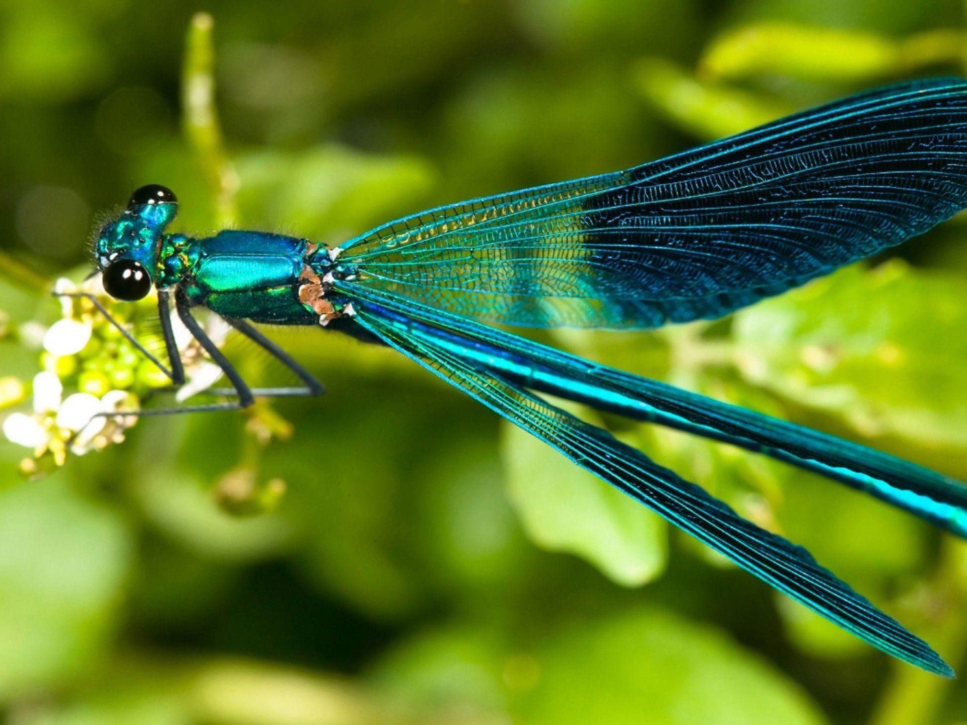 Dragonfly Desktop Wallpapers - Top Free Dragonfly Desktop Backgrounds ...