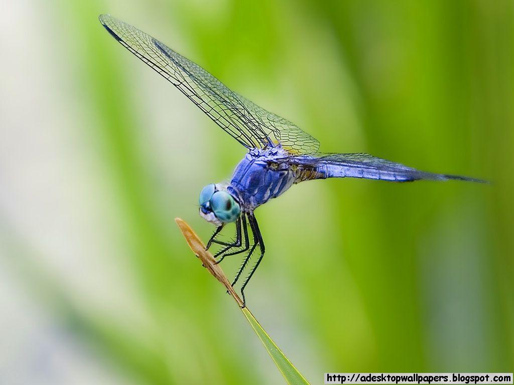 Dragonfly Desktop Wallpapers - Top Free Dragonfly Desktop Backgrounds ...