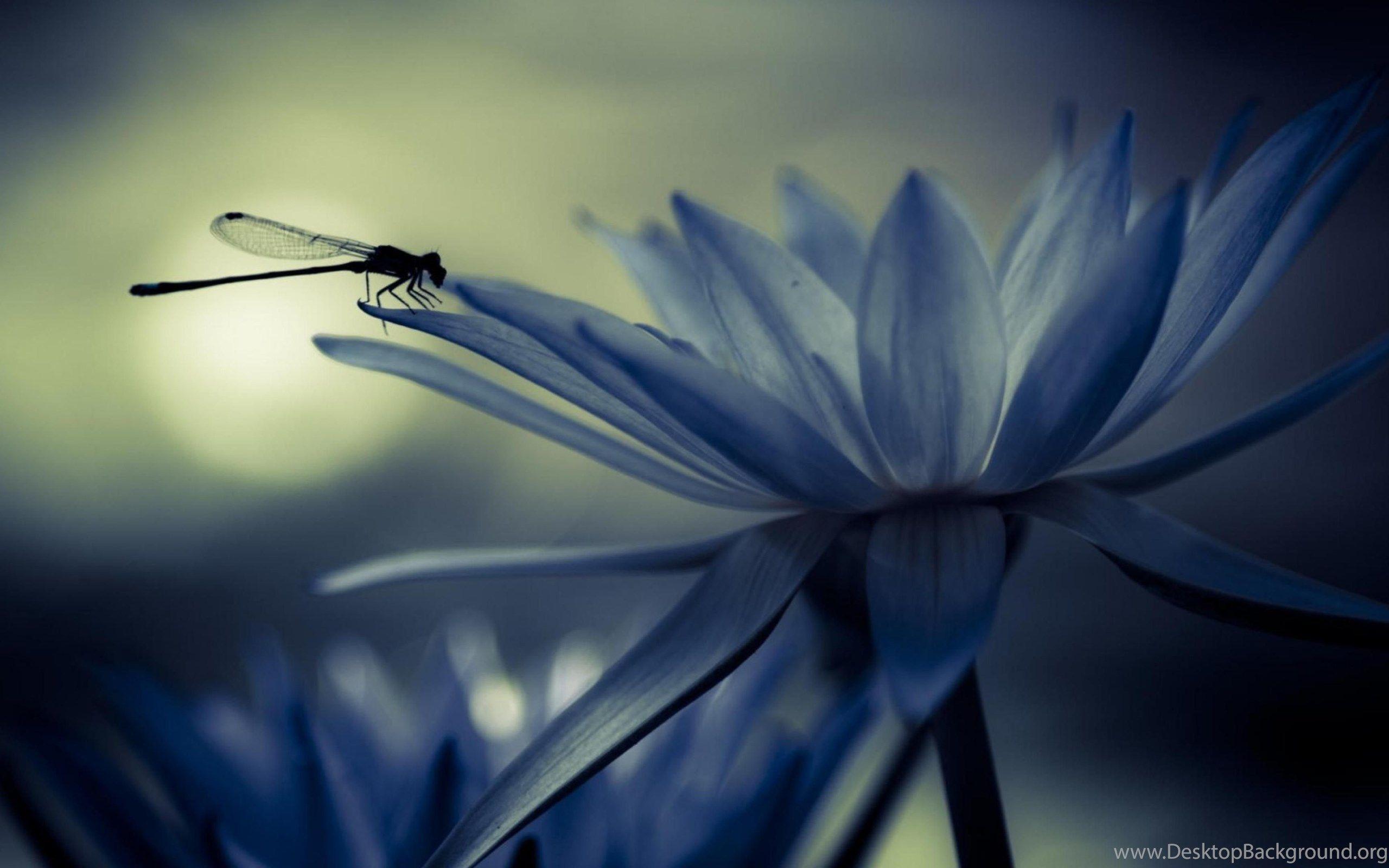 Dragonfly Desktop Wallpapers - Top Free Dragonfly Desktop Backgrounds ...