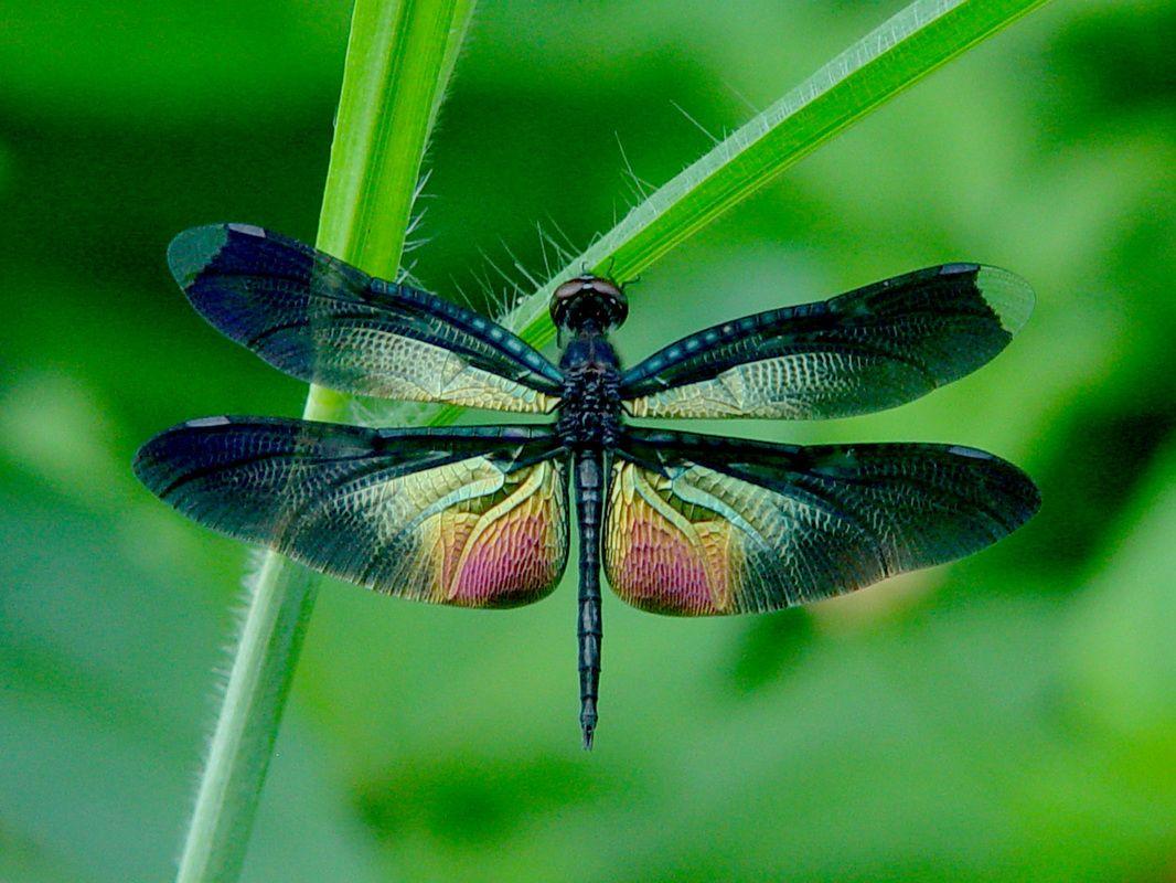 Dragonfly Desktop Wallpapers - Top Free Dragonfly Desktop Backgrounds ...