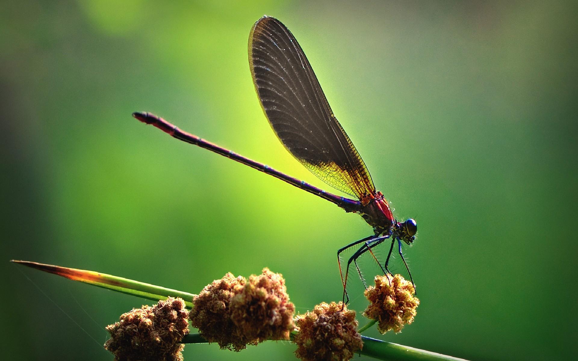 Dragonfly Desktop Wallpapers - Top Free Dragonfly Desktop Backgrounds ...
