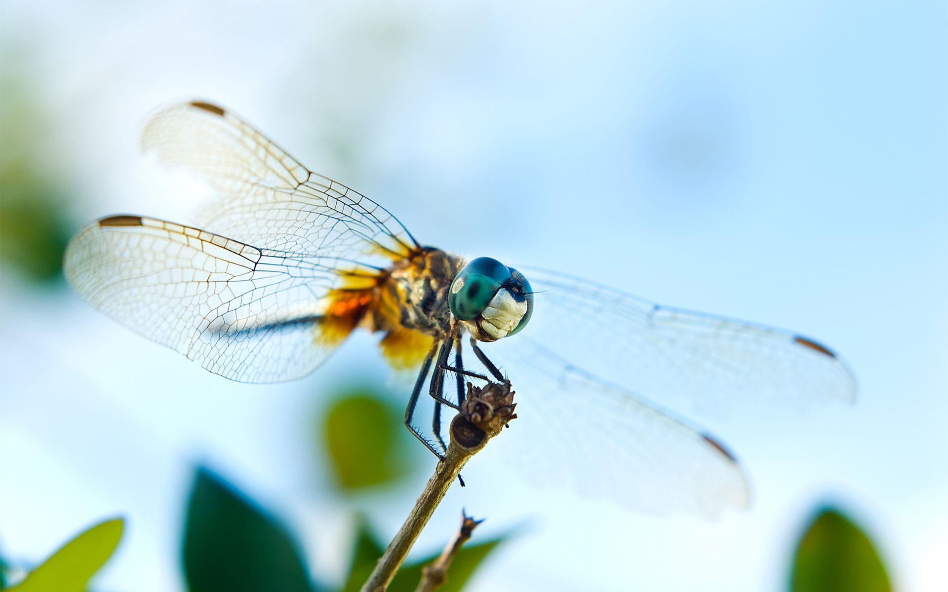 Dragonfly Desktop Wallpapers - Top Free Dragonfly Desktop Backgrounds ...
