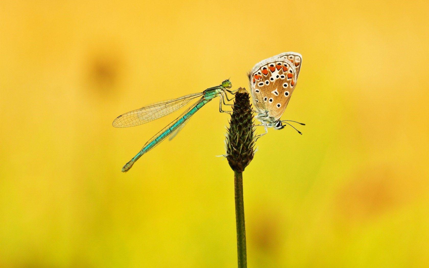 Dragonfly Desktop Wallpapers - Top Free Dragonfly Desktop Backgrounds ...