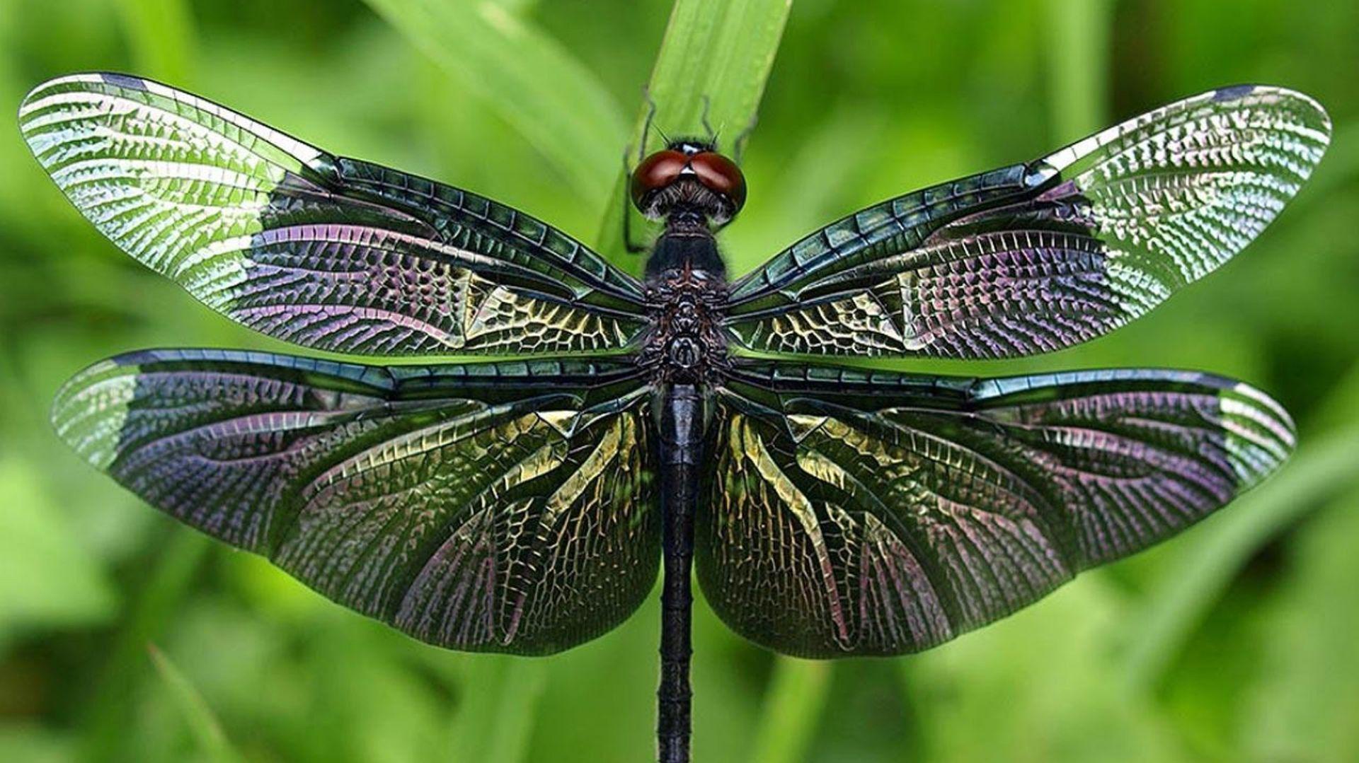 Dragonfly Desktop Wallpapers - Top Free Dragonfly Desktop Backgrounds ...