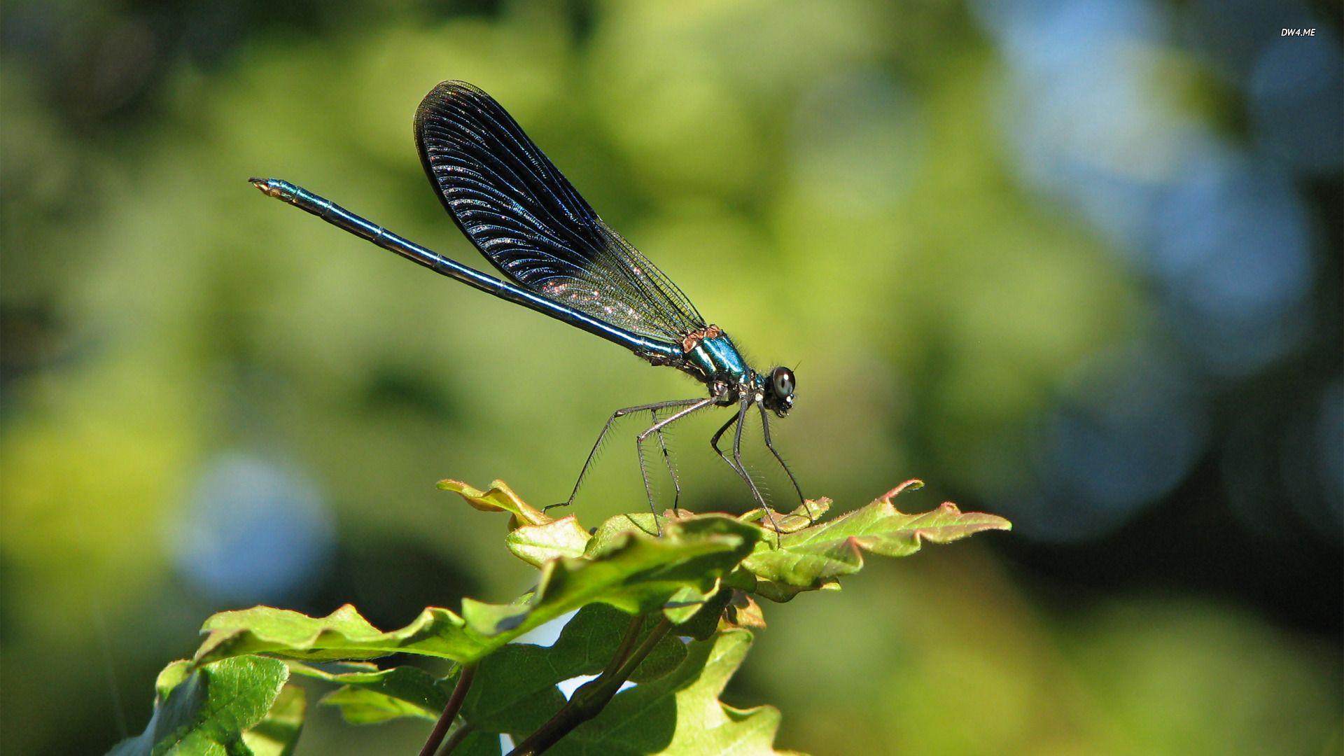 Dragonfly Desktop Wallpapers - Top Free Dragonfly Desktop Backgrounds ...