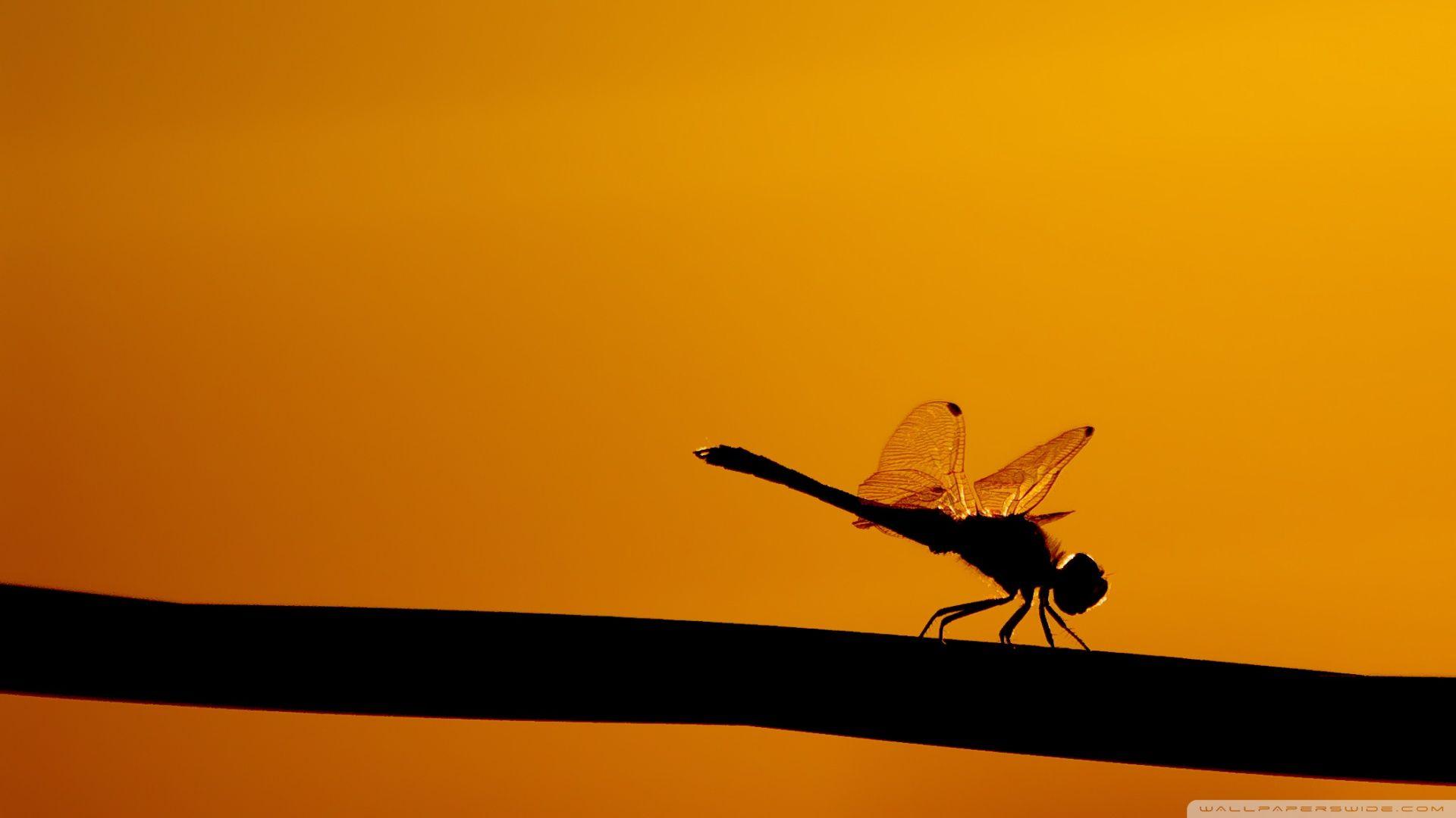 Dragonfly Desktop Wallpapers - Top Free Dragonfly Desktop Backgrounds ...