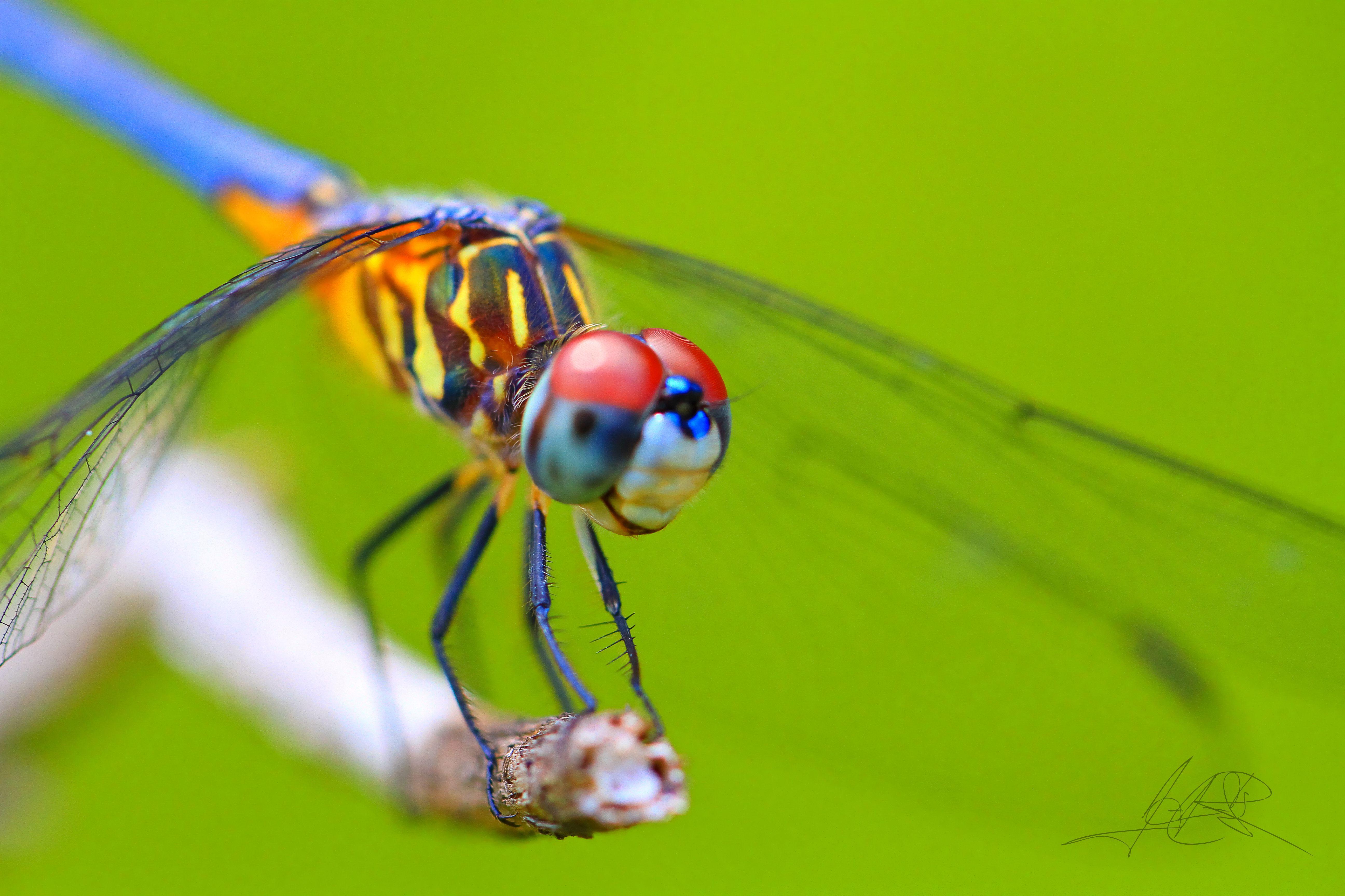 Dragonfly Desktop Wallpapers - Top Free Dragonfly Desktop Backgrounds ...