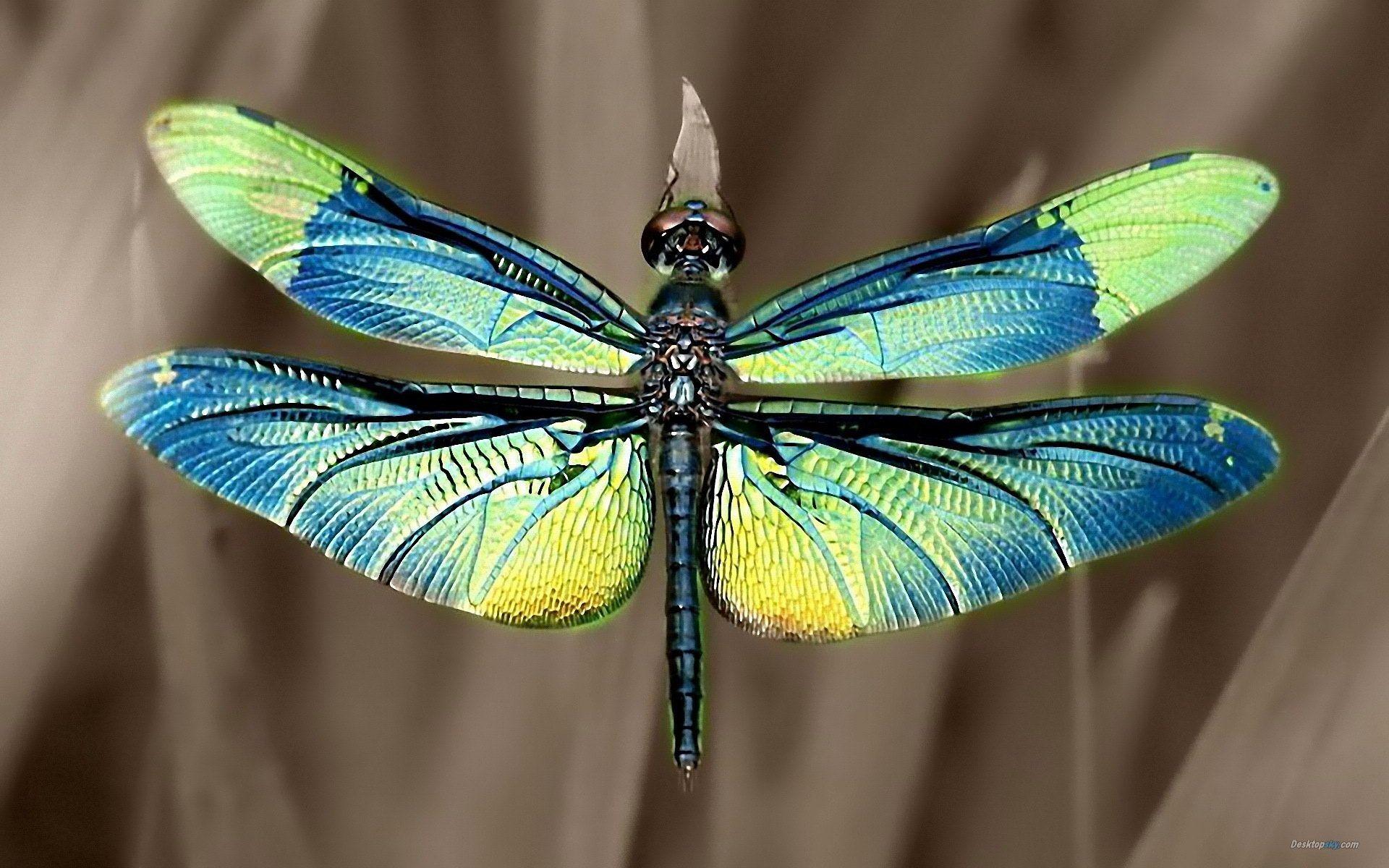 Dragonfly Desktop Wallpapers - Top Free Dragonfly Desktop Backgrounds ...