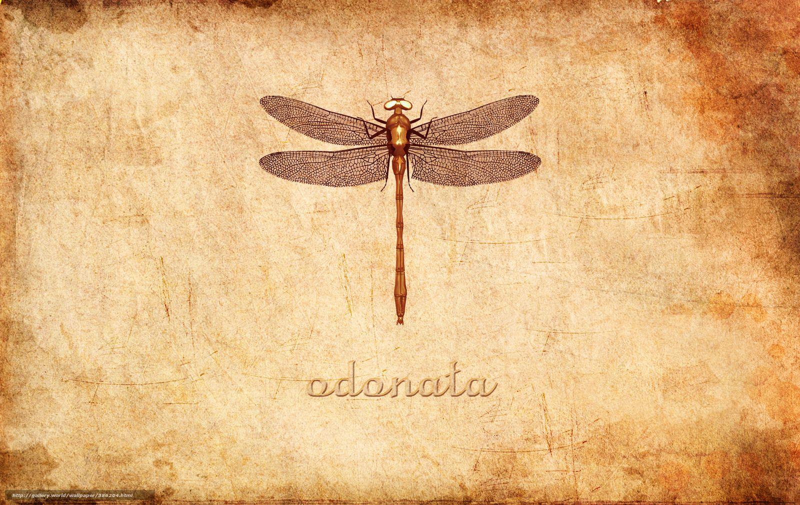 Dragonfly Desktop Wallpapers - Top Free Dragonfly Desktop Backgrounds ...