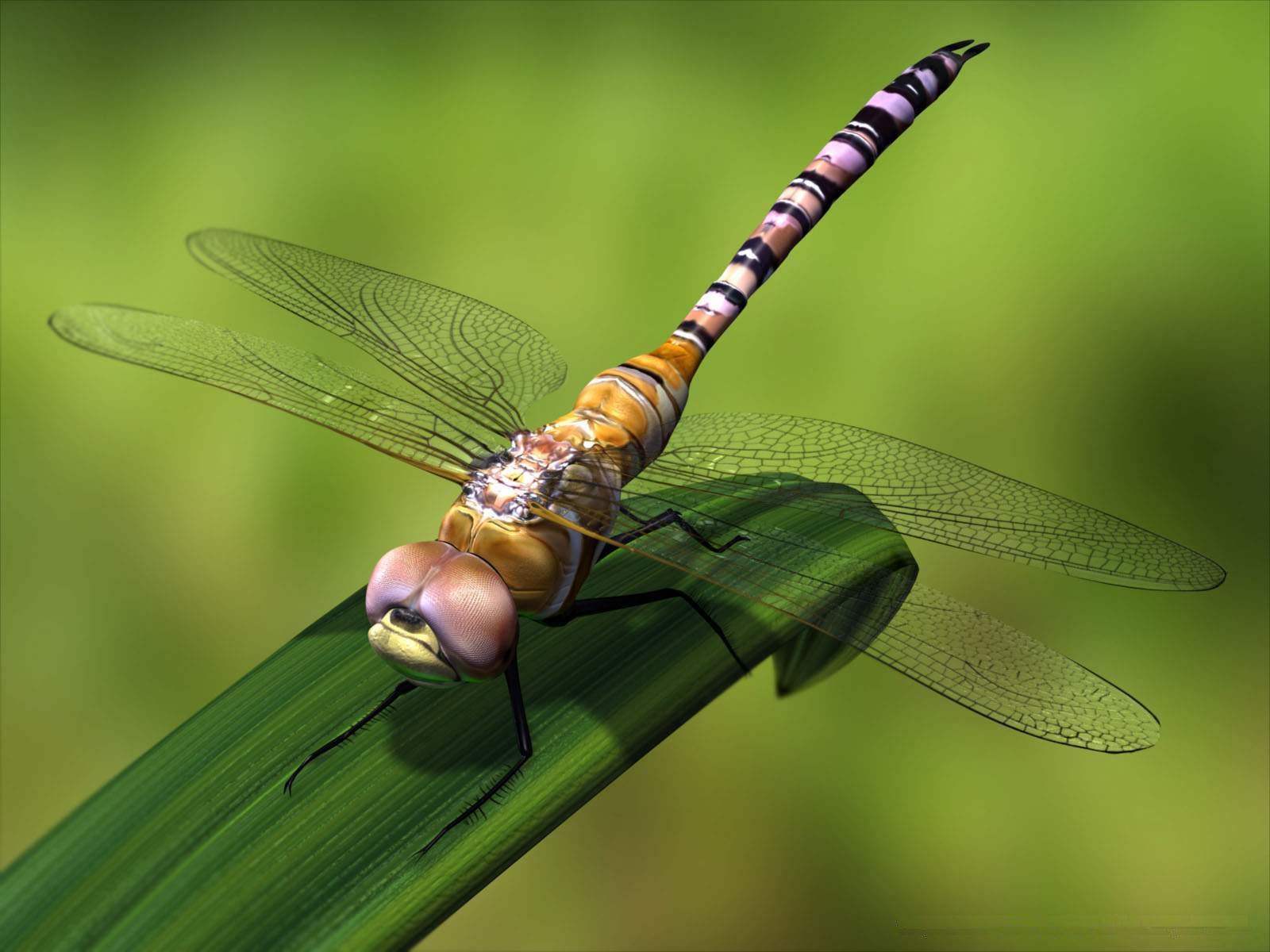 Dragonfly Desktop Wallpapers - Top Free Dragonfly Desktop Backgrounds ...