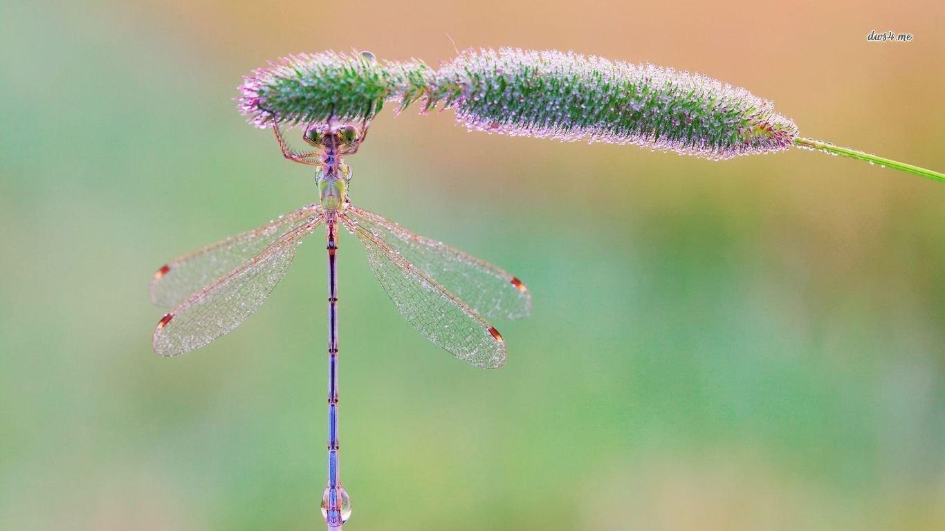 Dragonfly Desktop Wallpapers - Top Free Dragonfly Desktop Backgrounds ...