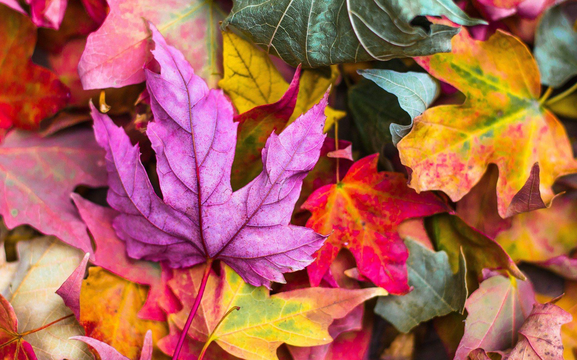 Neon Autumn Wallpapers - Top Free Neon Autumn Backgrounds - WallpaperAccess