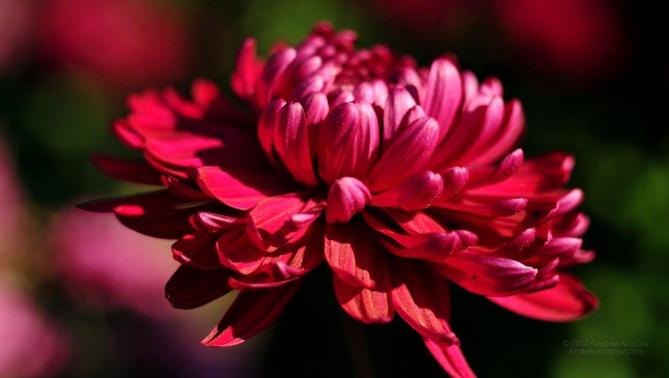 1360 X 768 Spring Wallpapers - Top Free 1360 X 768 Spring Backgrounds ... 1360 X 768 Spring Wallpapers - Top Free 1360 X 768 Spring Backgrounds ...