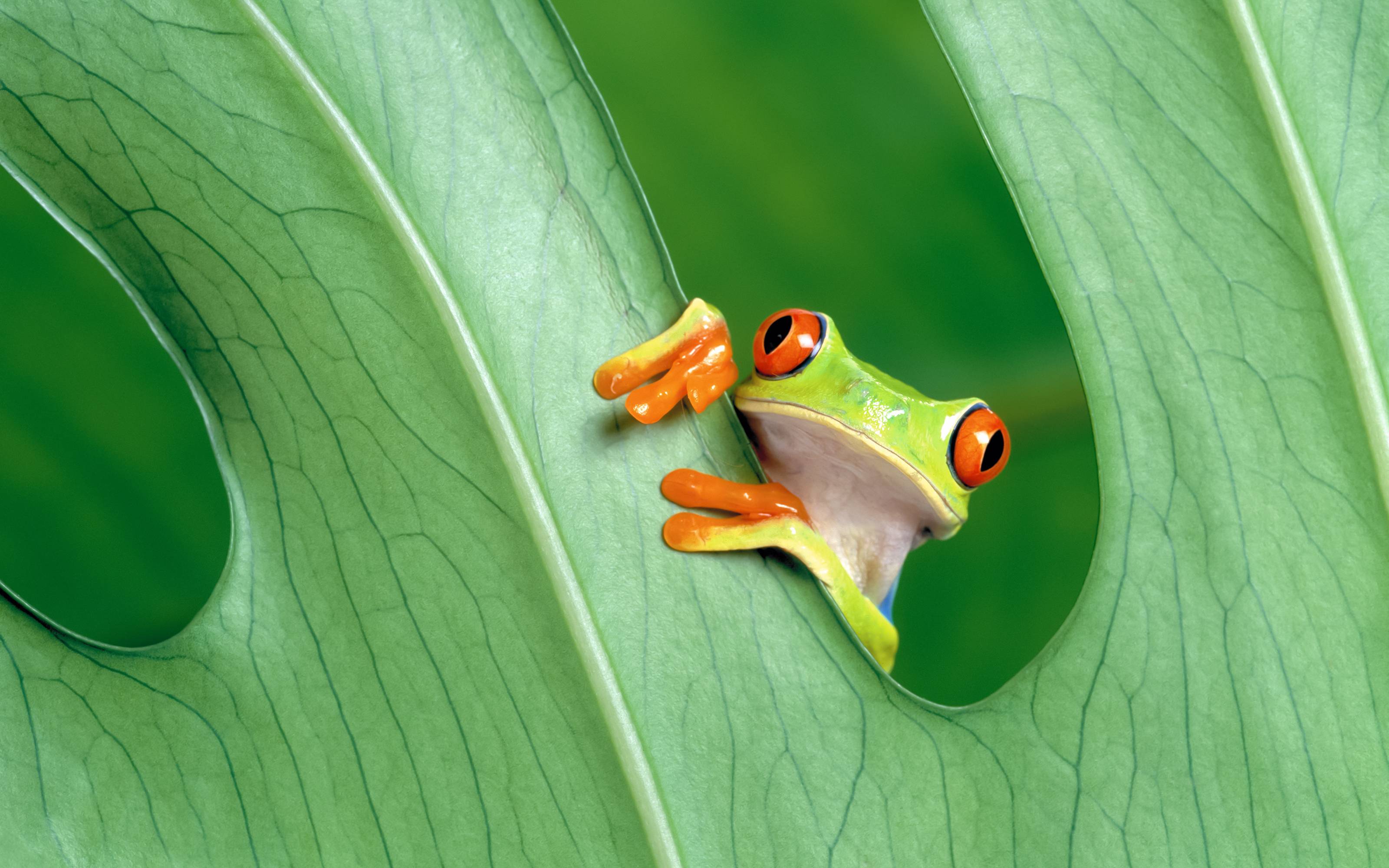 HD Frog Wallpapers - Top Free HD Frog Backgrounds - WallpaperAccess