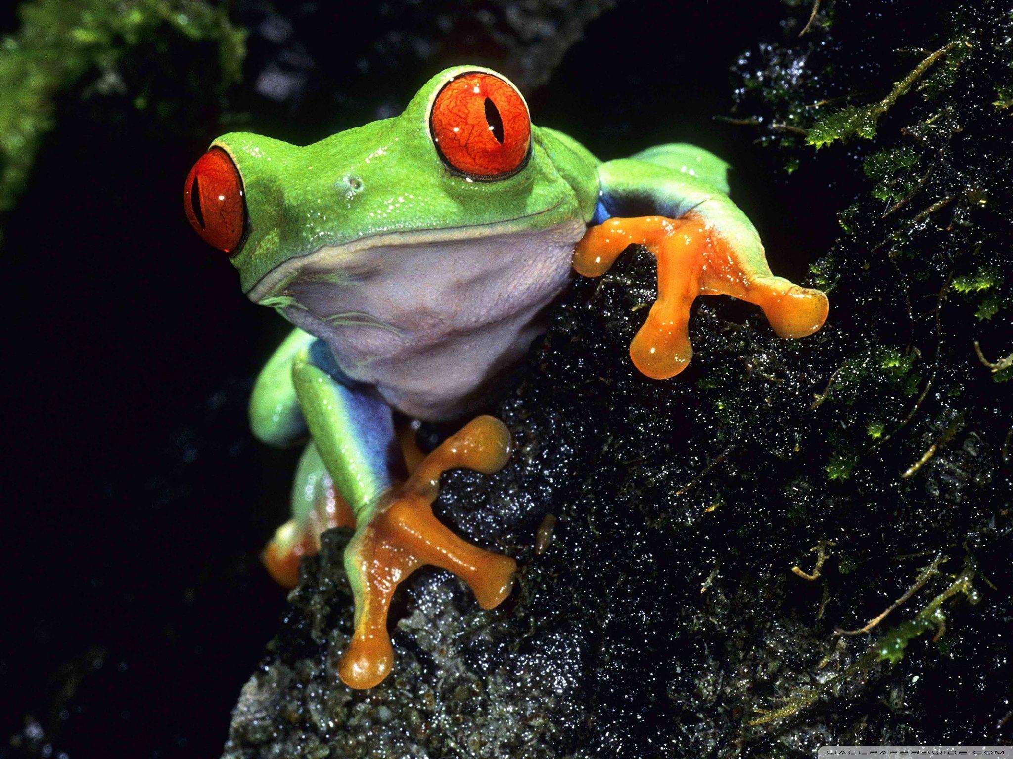 HD Frog Wallpapers - Top Free HD Frog Backgrounds - WallpaperAccess