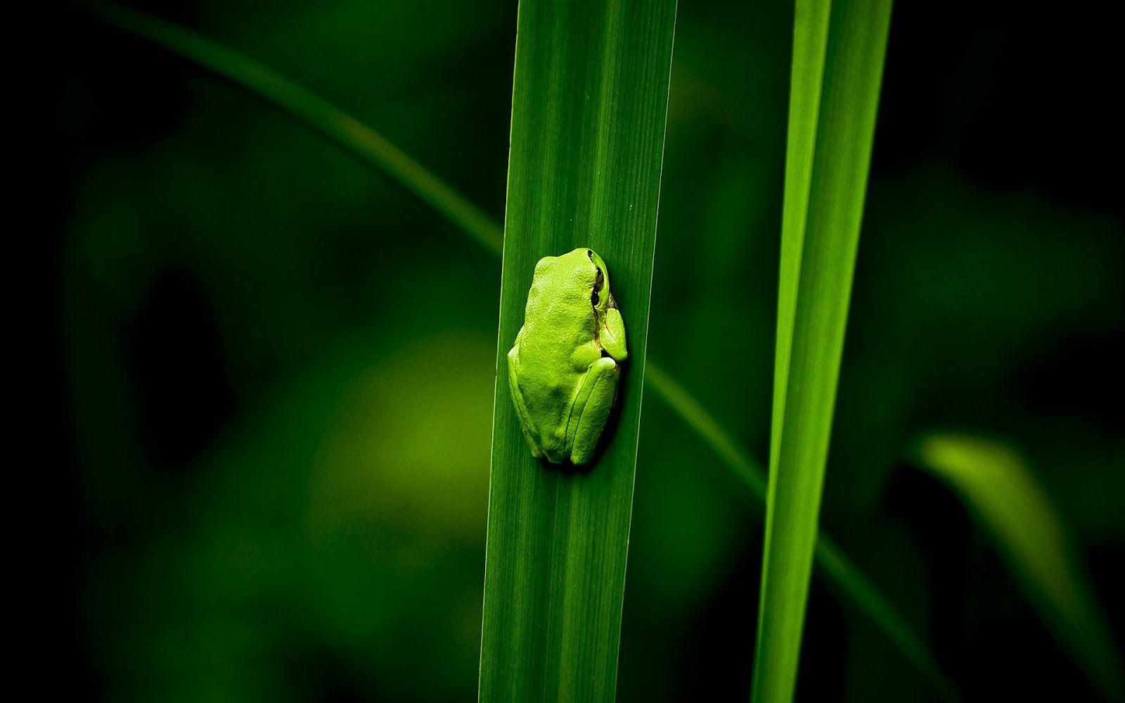 HD Frog Wallpapers - Top Free HD Frog Backgrounds - WallpaperAccess
