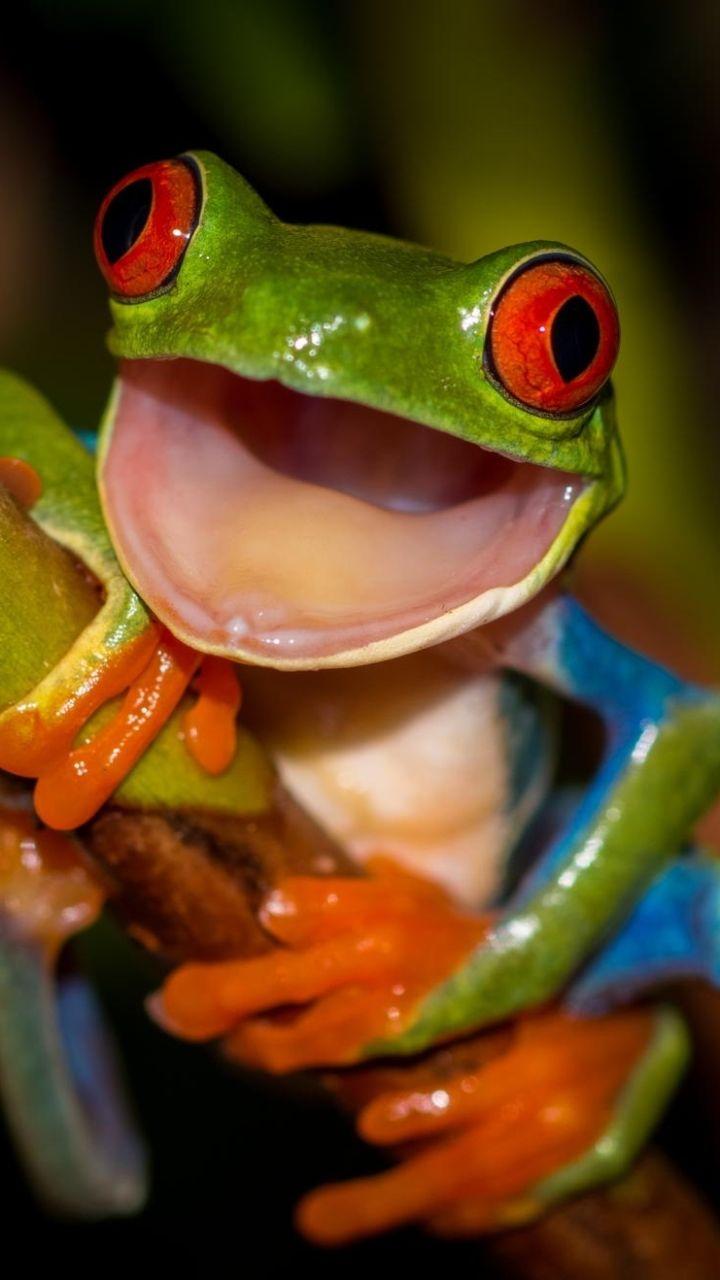 HD Frog Wallpapers - Top Free HD Frog Backgrounds - WallpaperAccess
