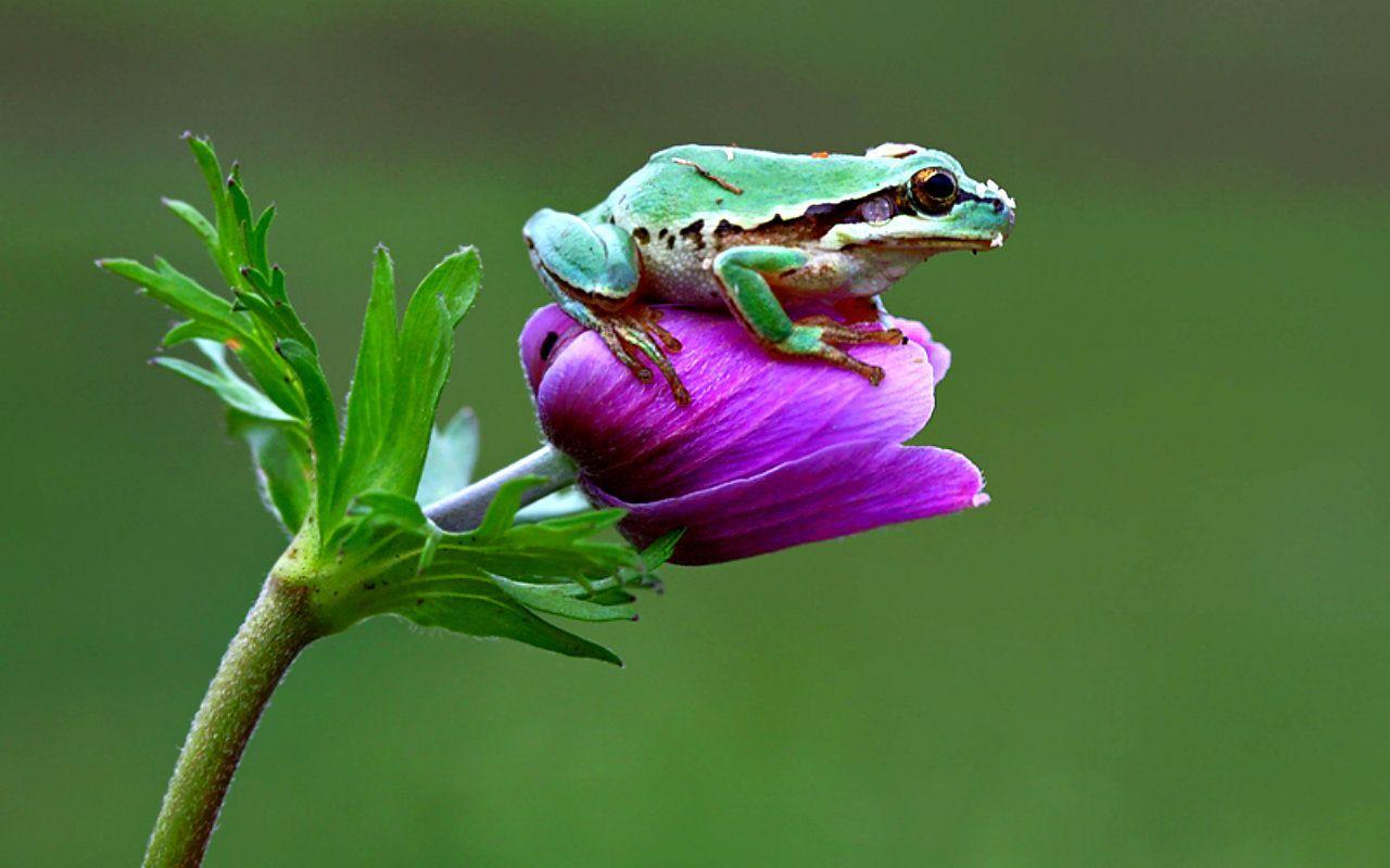 HD Frog Wallpapers - Top Free HD Frog Backgrounds - WallpaperAccess