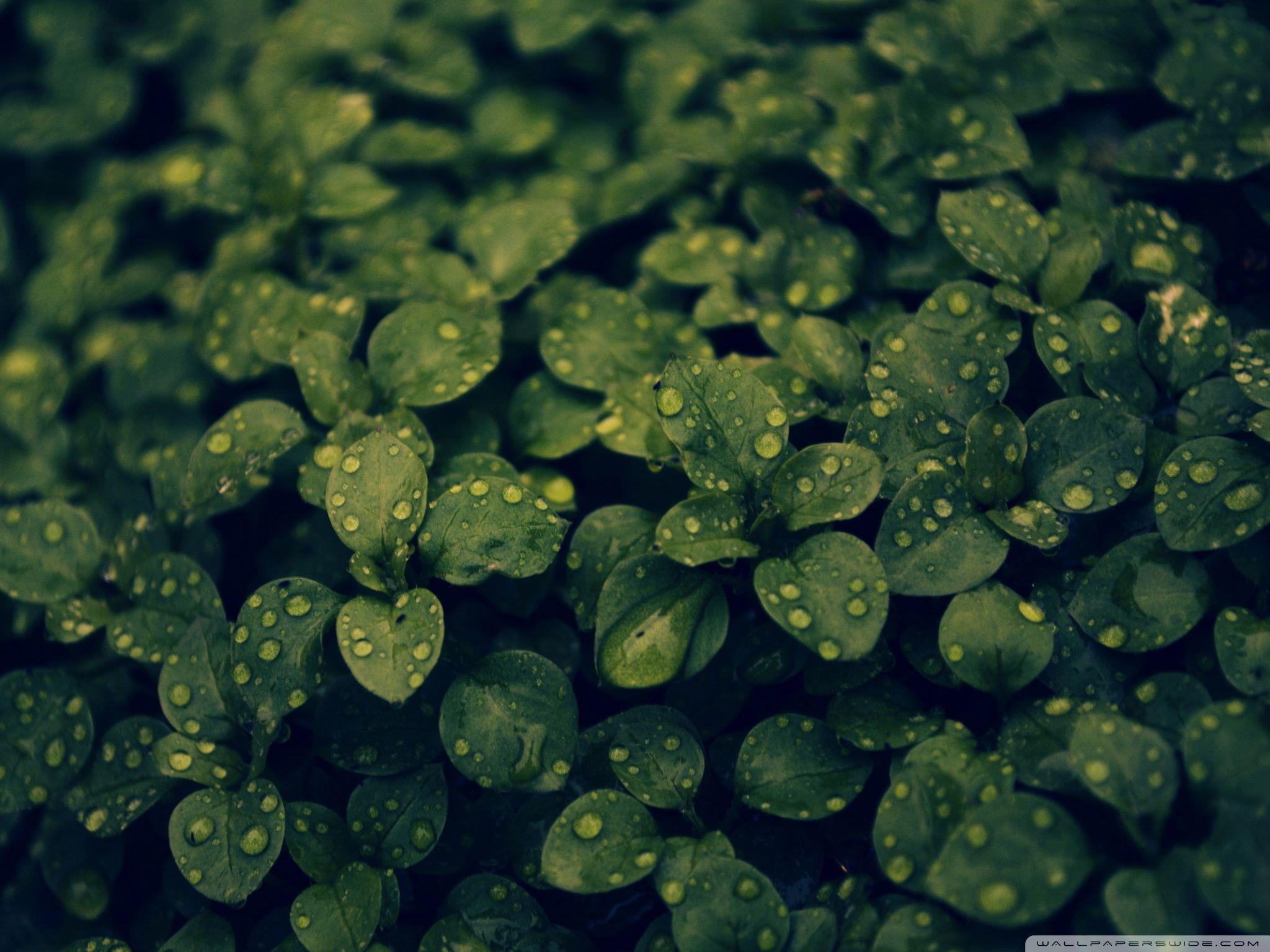 Dark Green Landscape Wallpapers - Top Free Dark Green Landscape ...