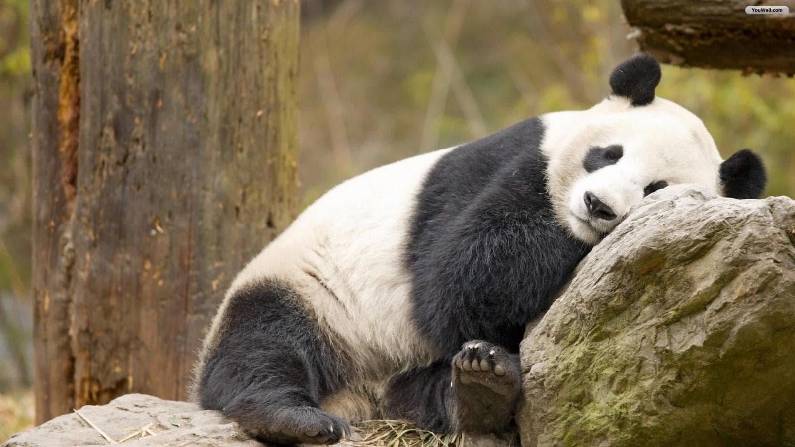 Lazy Panda Wallpapers - Top Free Lazy Panda Backgrounds - WallpaperAccess