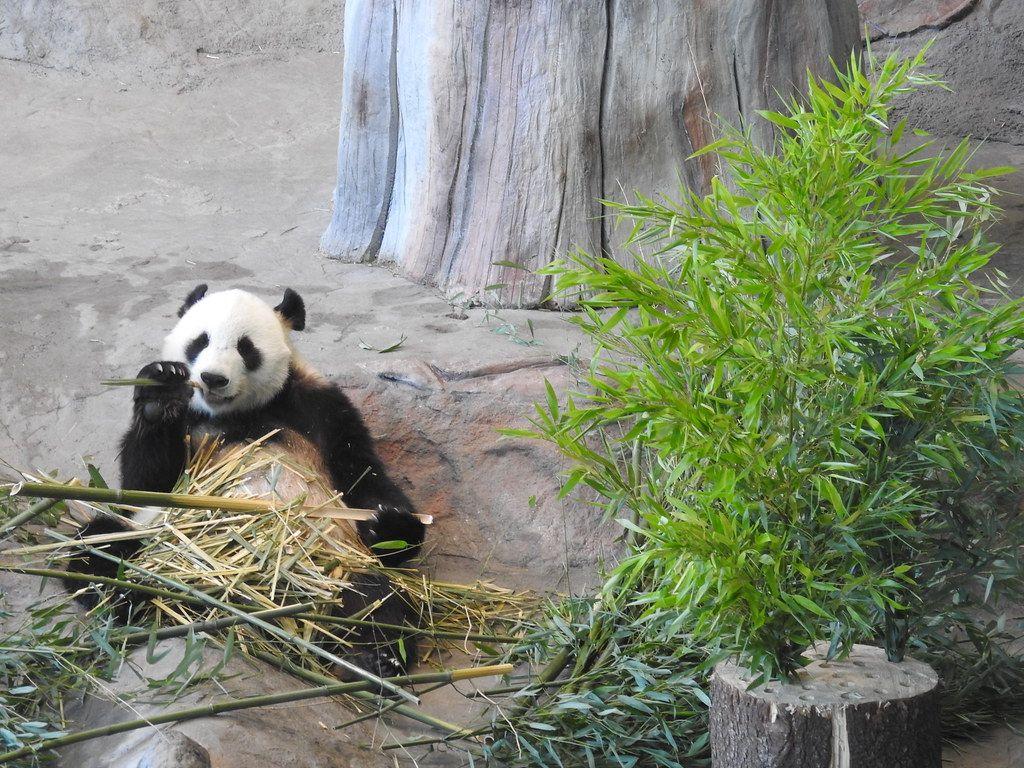 Lazy Panda Wallpapers - Top Free Lazy Panda Backgrounds - WallpaperAccess