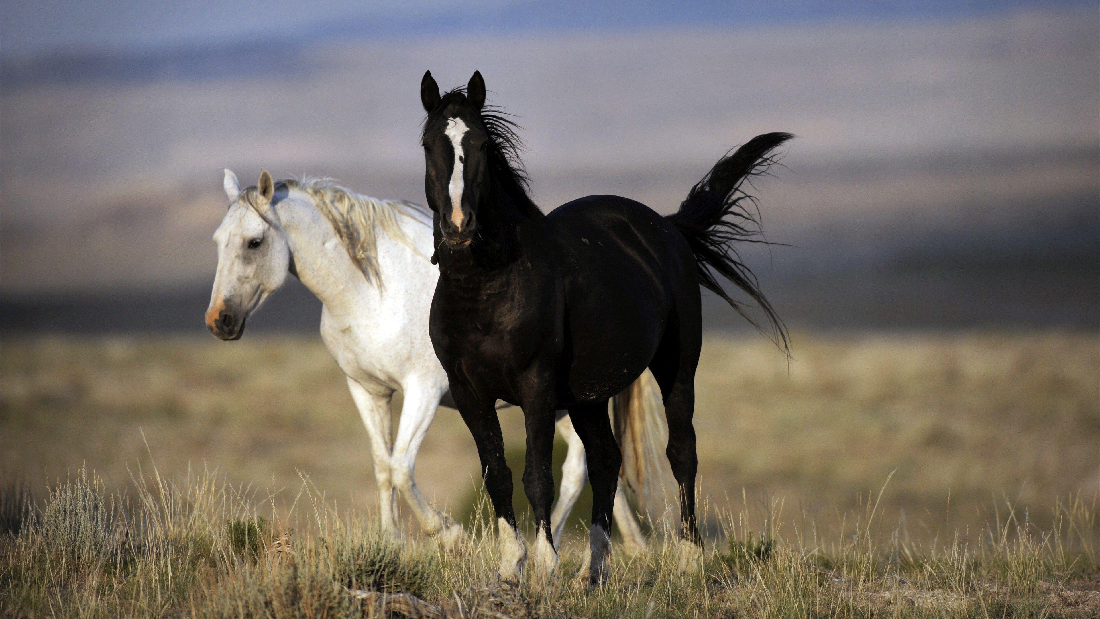 Horses 4k Wallpapers - Top Free Horses 4k Backgrounds - WallpaperAccess