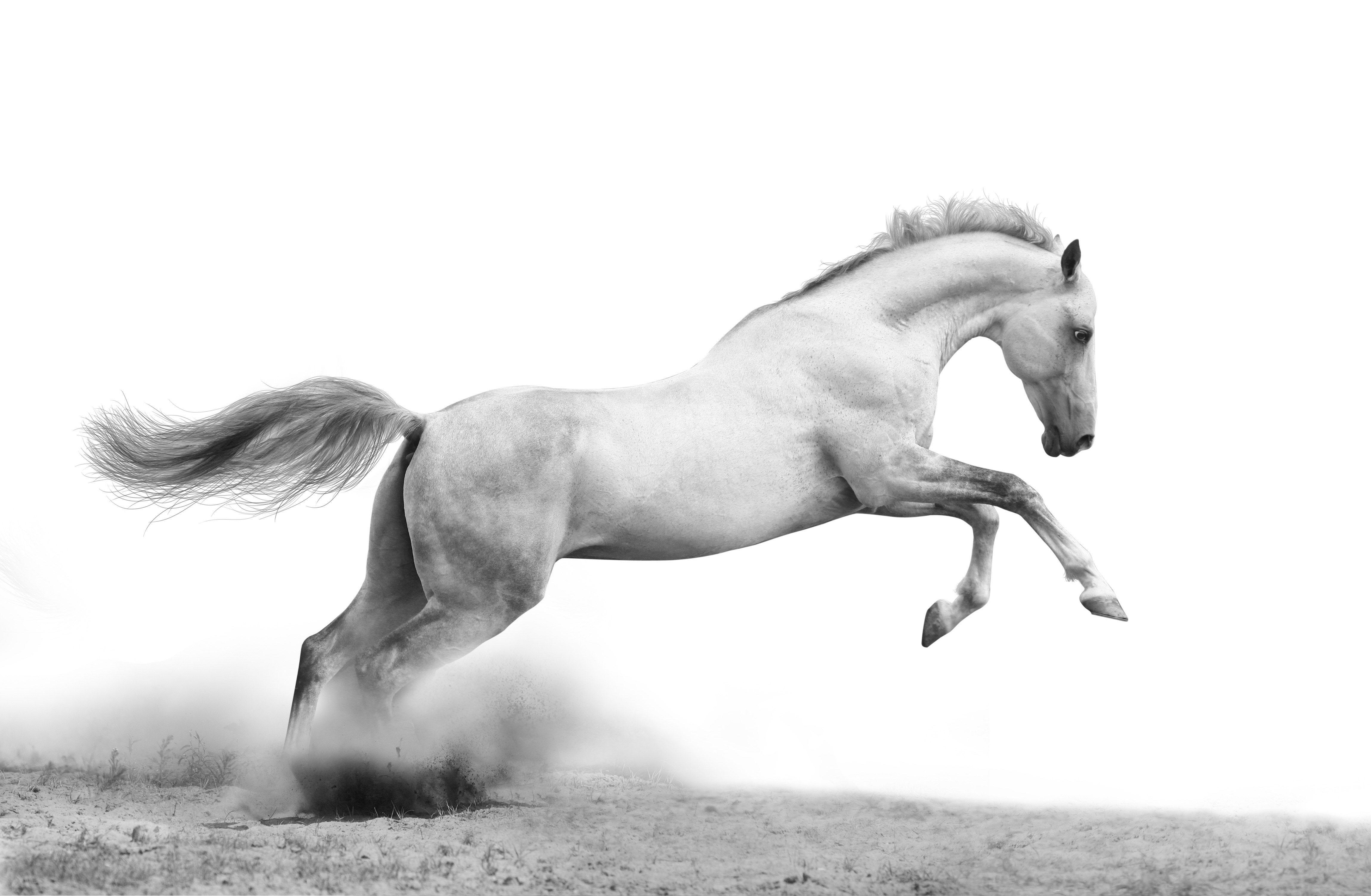Horses 4k Wallpapers - Top Free Horses 4k Backgrounds - WallpaperAccess
