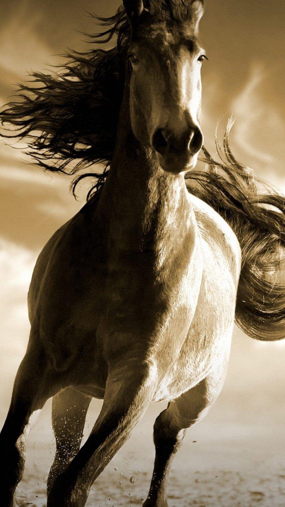 Horses 4k Wallpapers - Top Free Horses 4k Backgrounds - WallpaperAccess
