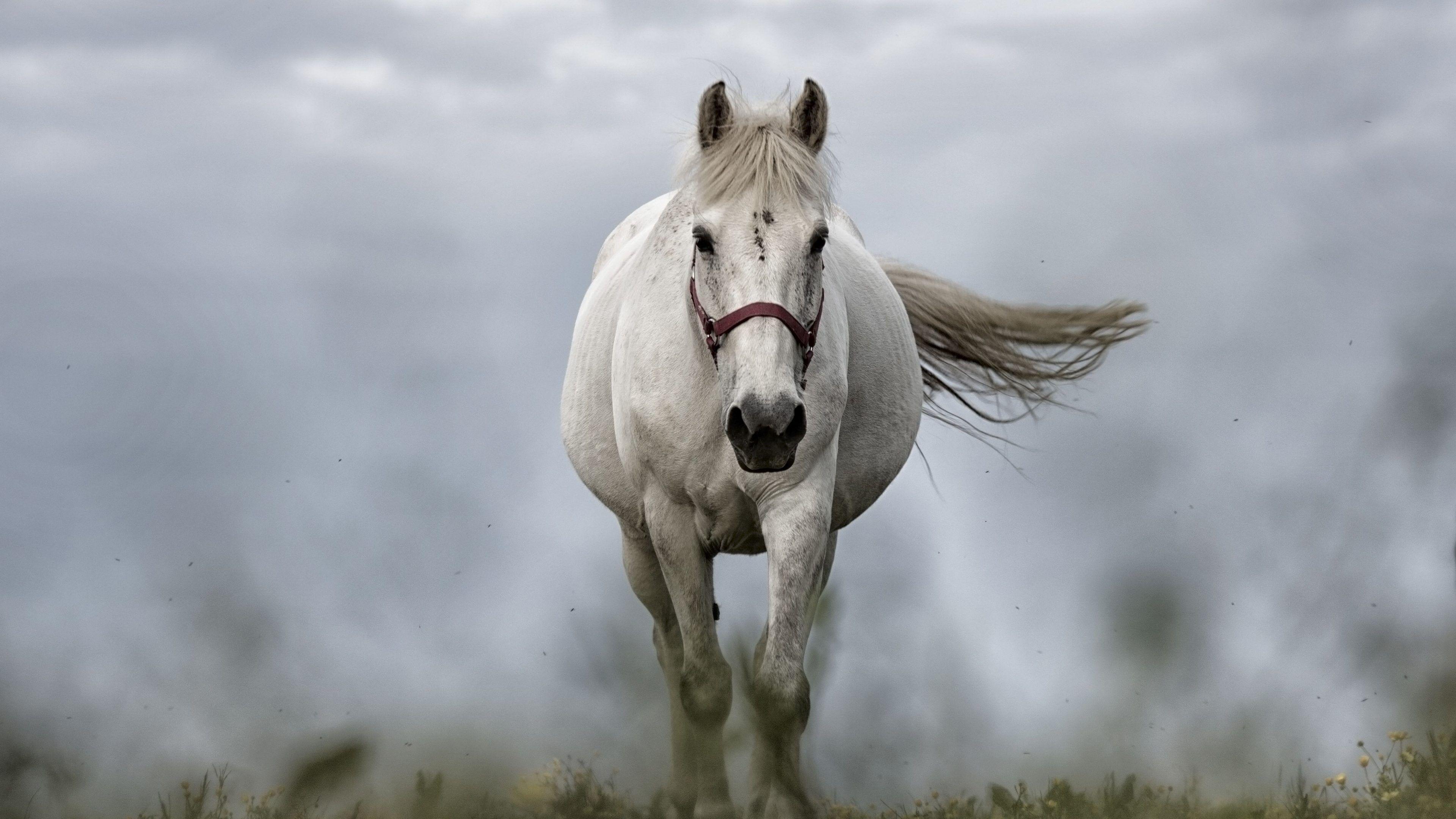 Horses 4k Wallpapers - Top Free Horses 4k Backgrounds - WallpaperAccess