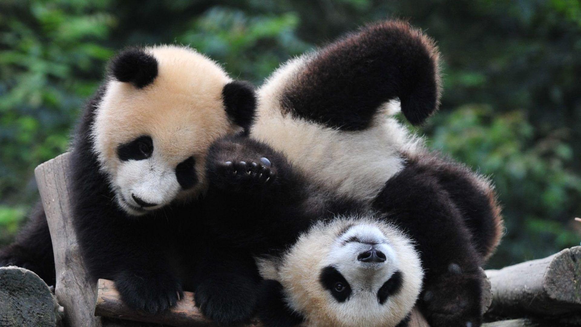 Baby Panda Wallpapers Top Free Baby Panda Backgrounds WallpaperAccess