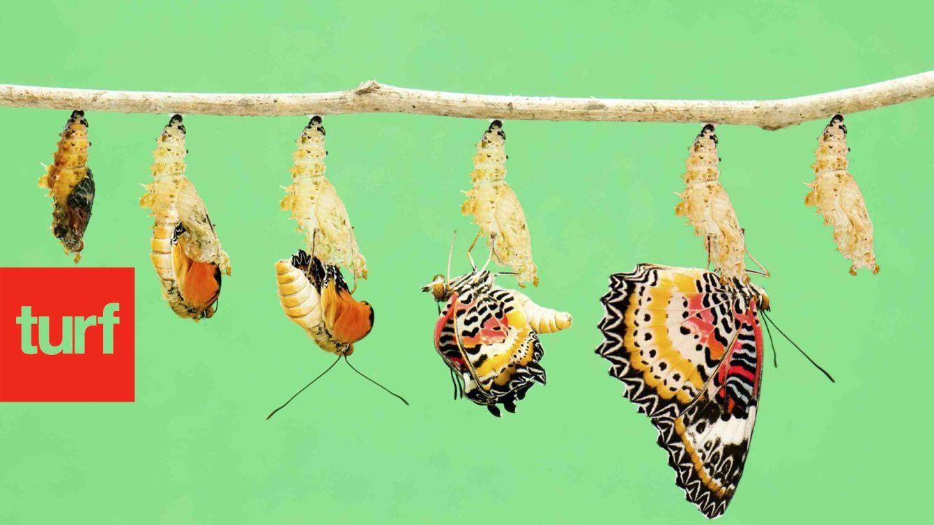 Metamorphosis Wallpapers - Top Free Metamorphosis Backgrounds - WallpaperAccess