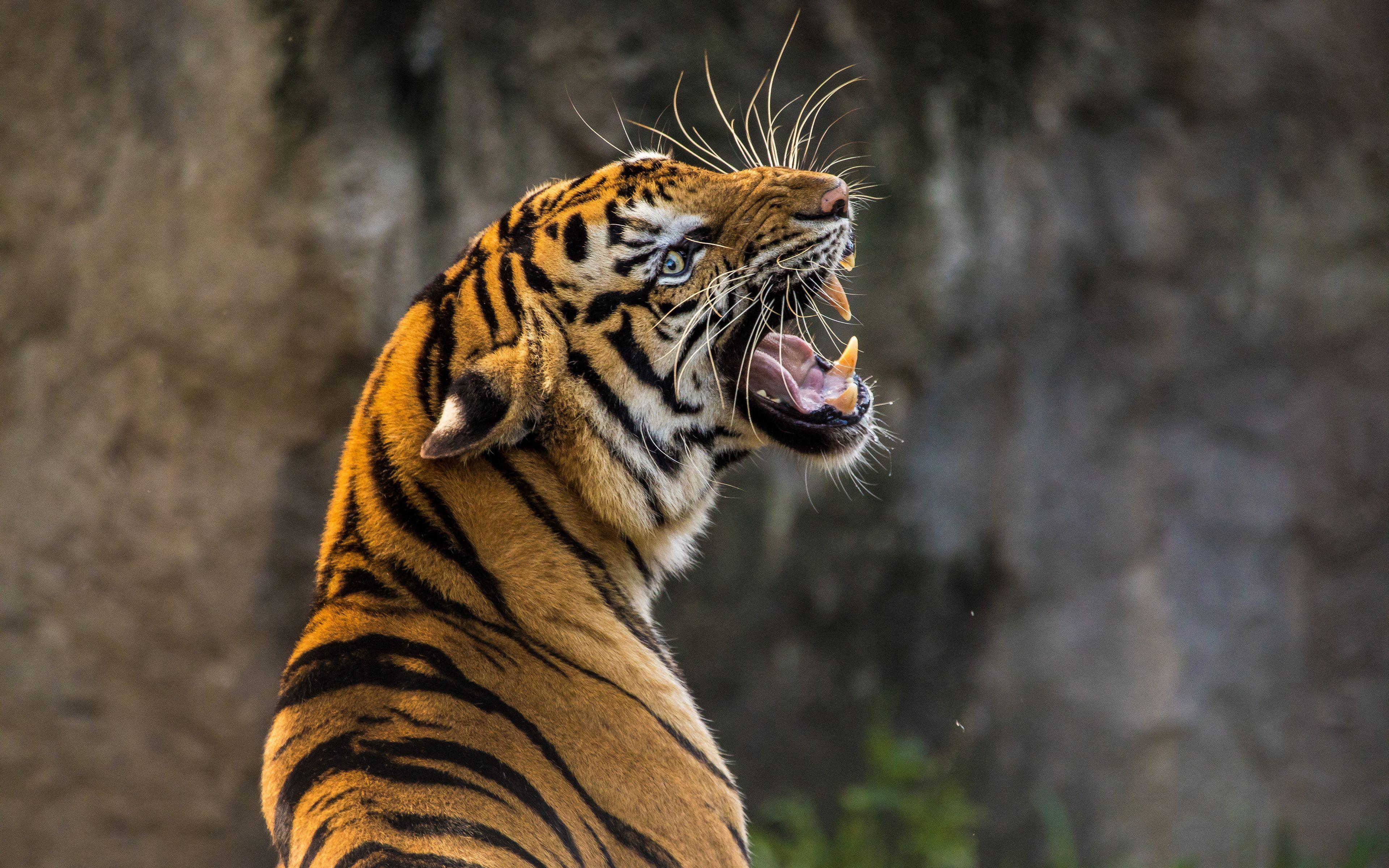 4K Tiger Wallpapers - Top Free 4K Tiger Backgrounds - WallpaperAccess