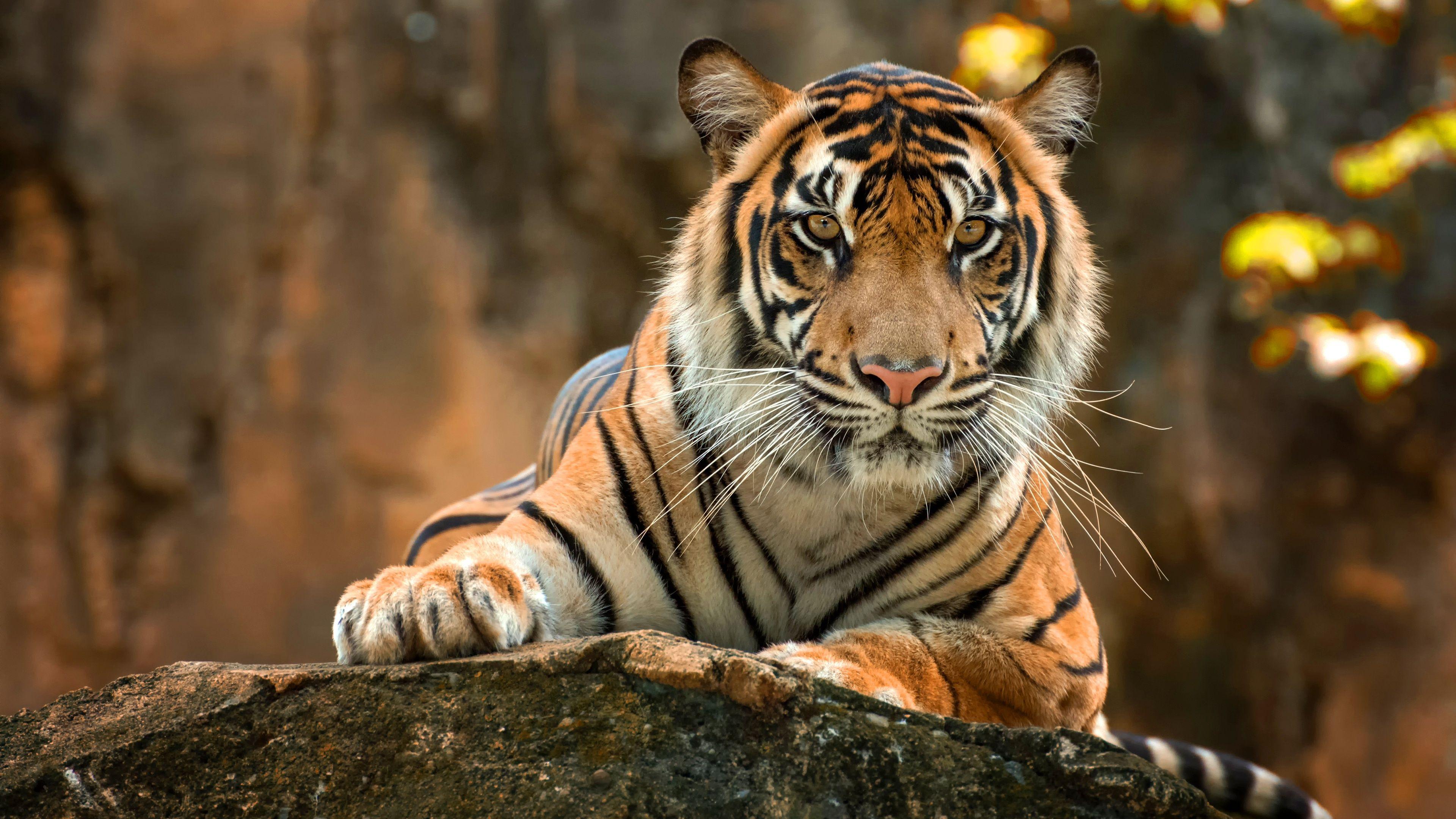 Animals 8k Wallpapers - Top Free Animals 8k Backgrounds - WallpaperAccess