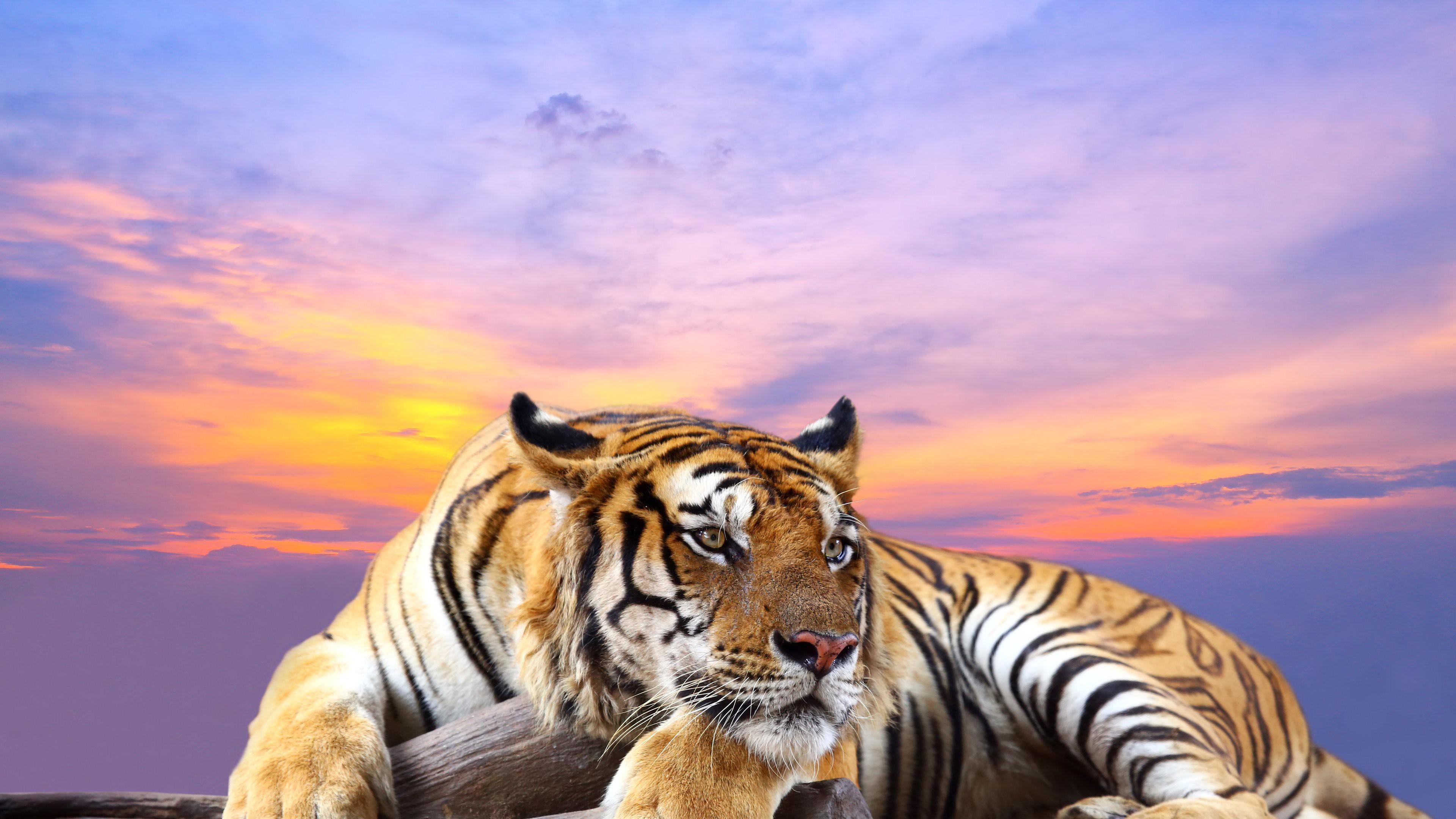 4K Tiger Wallpapers - Top Free 4K Tiger Backgrounds - WallpaperAccess