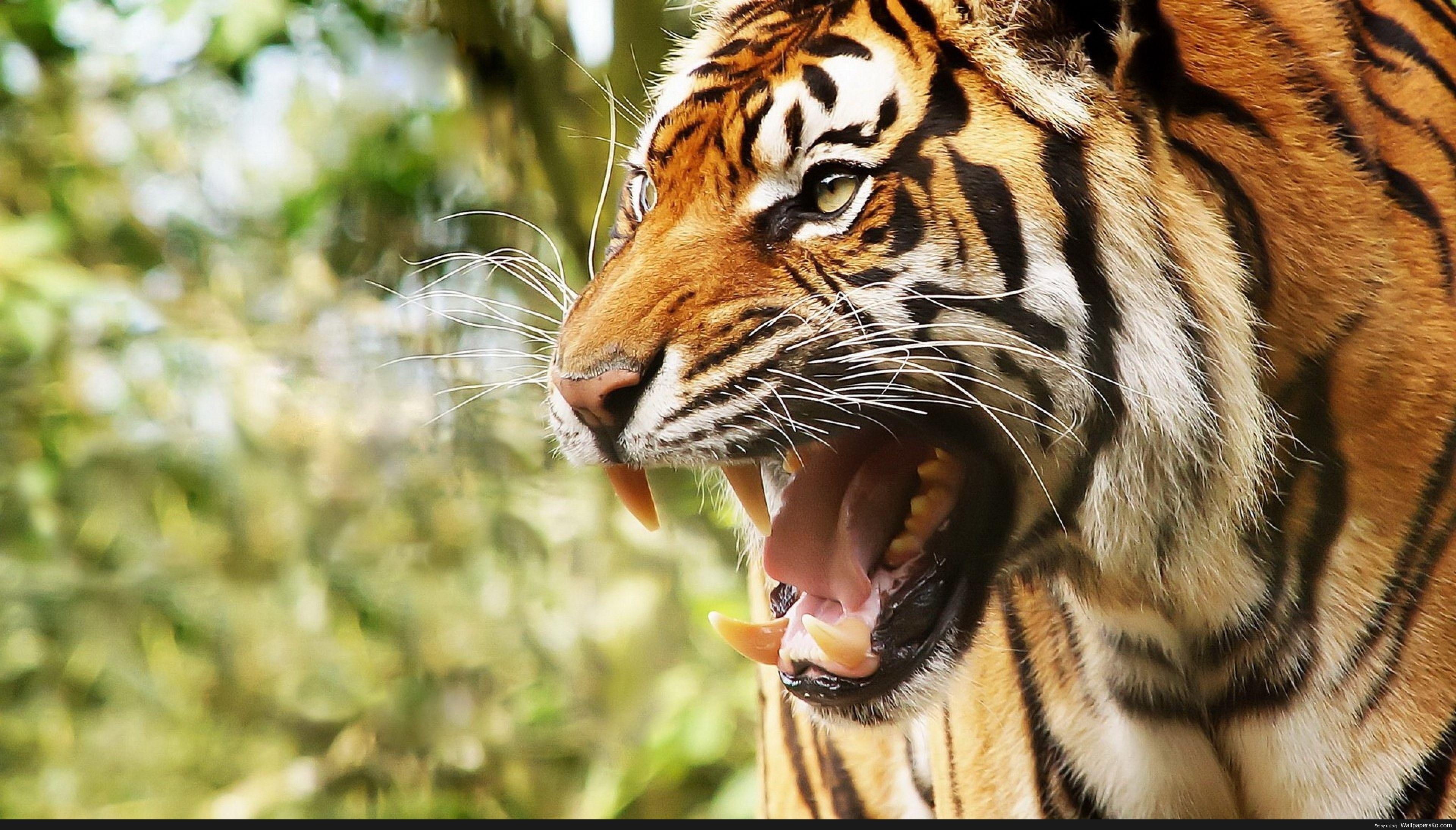 4K Tiger Wallpapers - Top Free 4K Tiger Backgrounds - WallpaperAccess