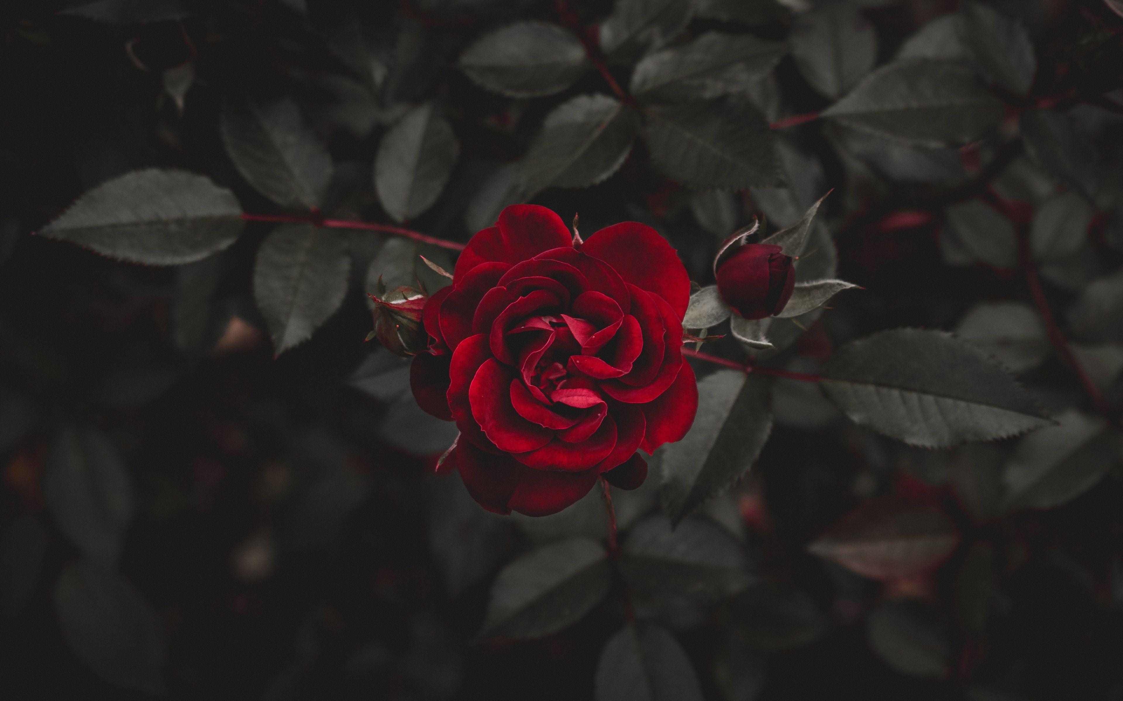 Simple Rose Wallpapers - Top Free Simple Rose Backgrounds - WallpaperAccess