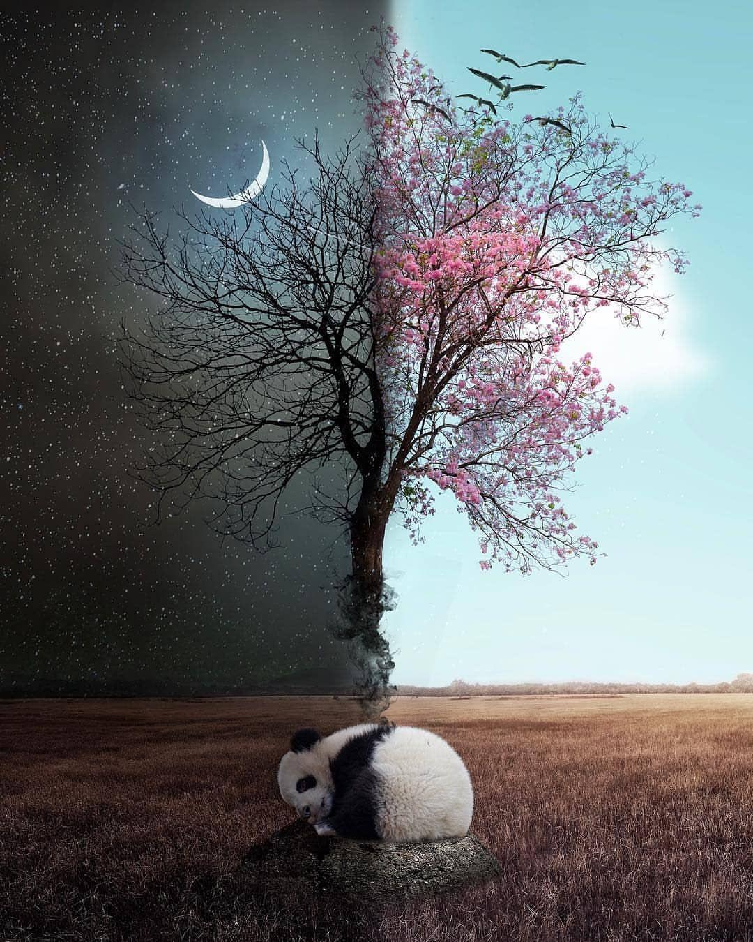 Abstract Panda Wallpapers - Top Free Abstract Panda Backgrounds ...