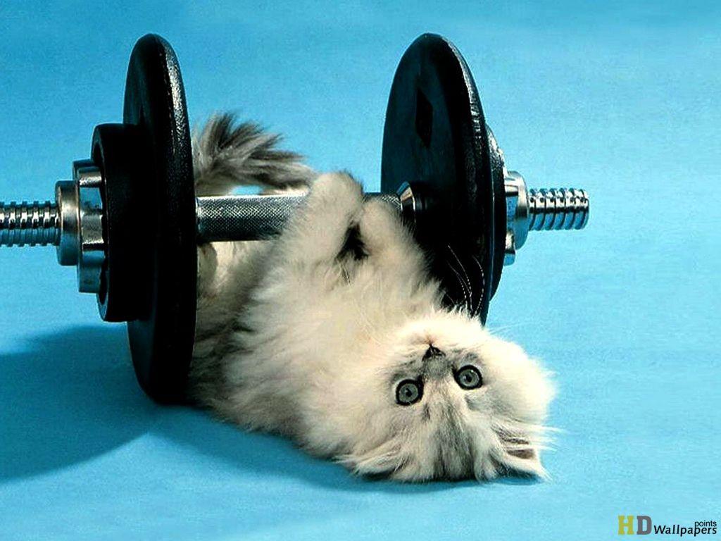 Funny Cute Desktop Wallpapers - Top Free Funny Cute Desktop Backgrounds ...