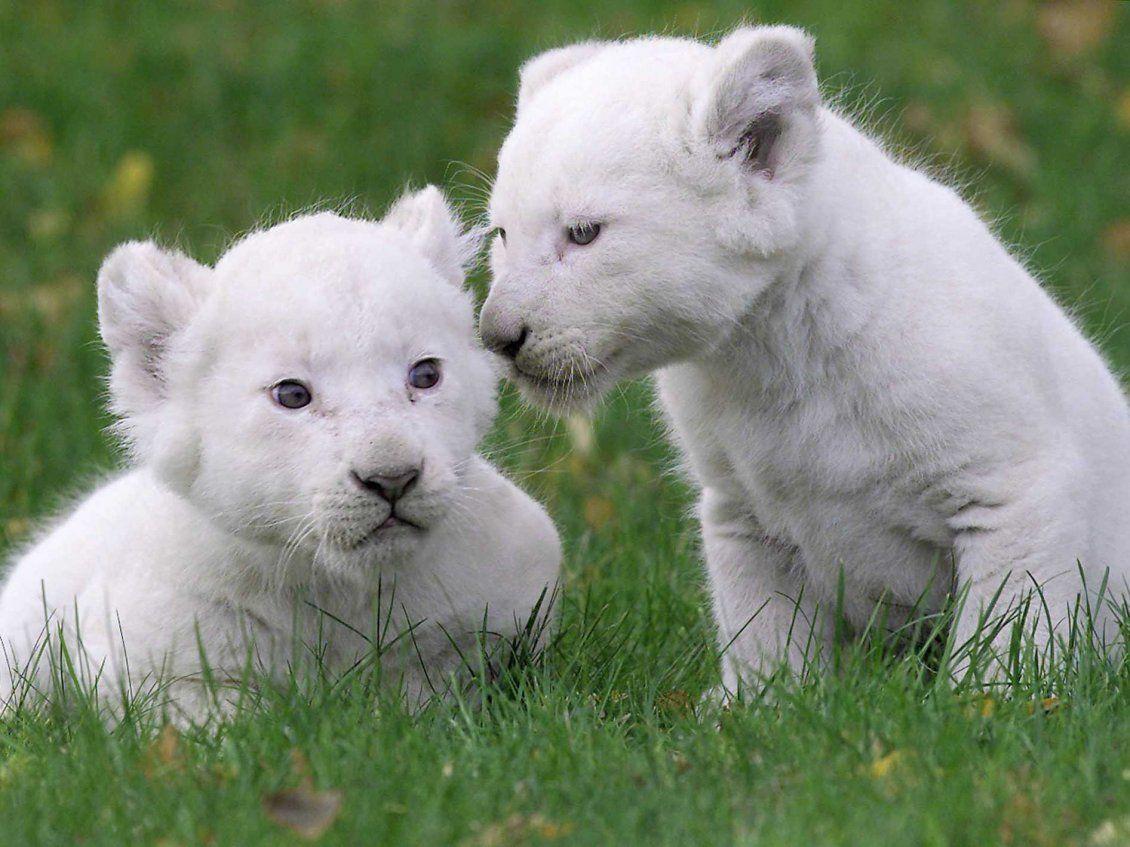 Cute Lion Cubs Wallpapers - Top Free Cute Lion Cubs Backgrounds ...