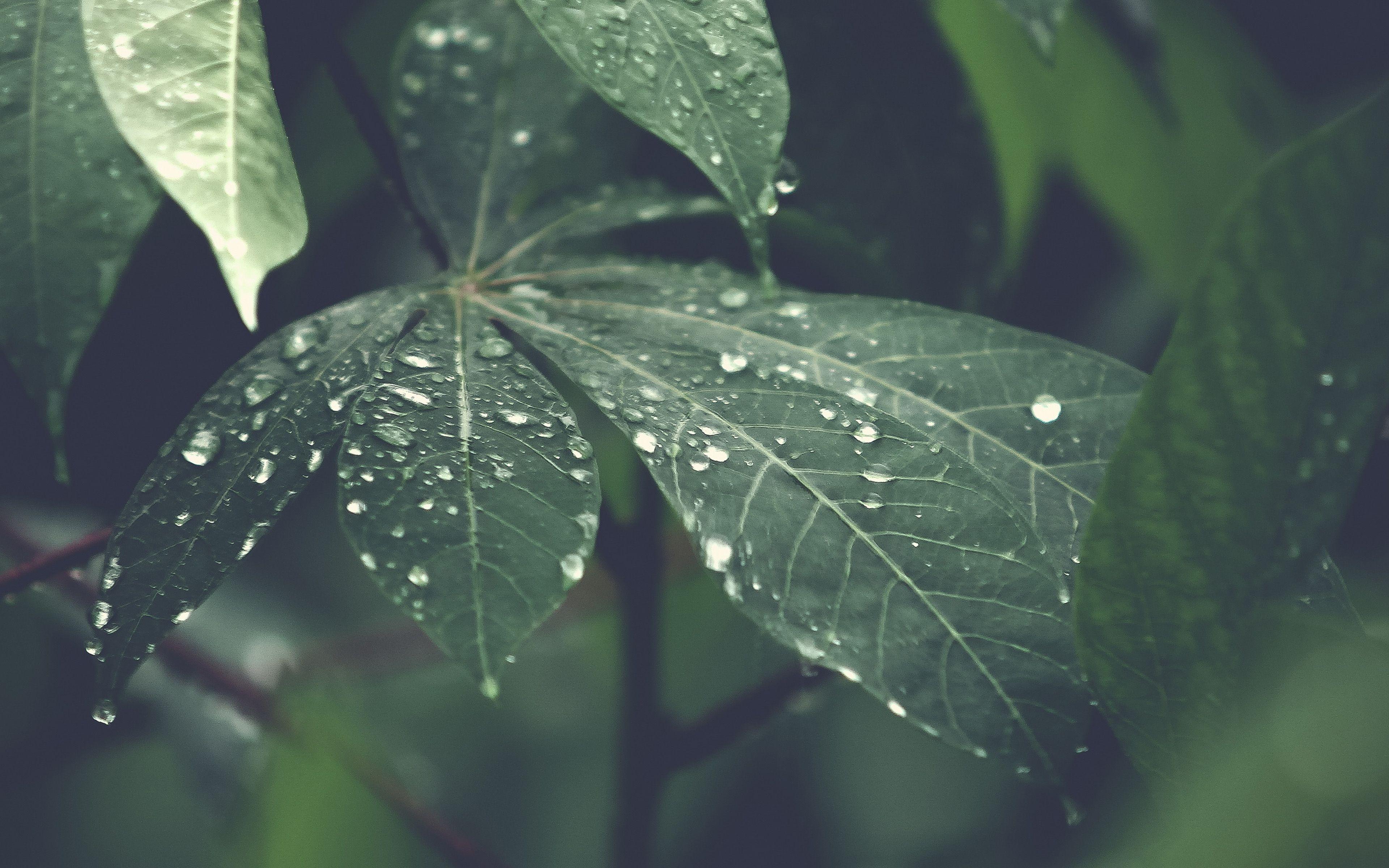 Raining Forest Wallpapers - Top Free Raining Forest Backgrounds ...